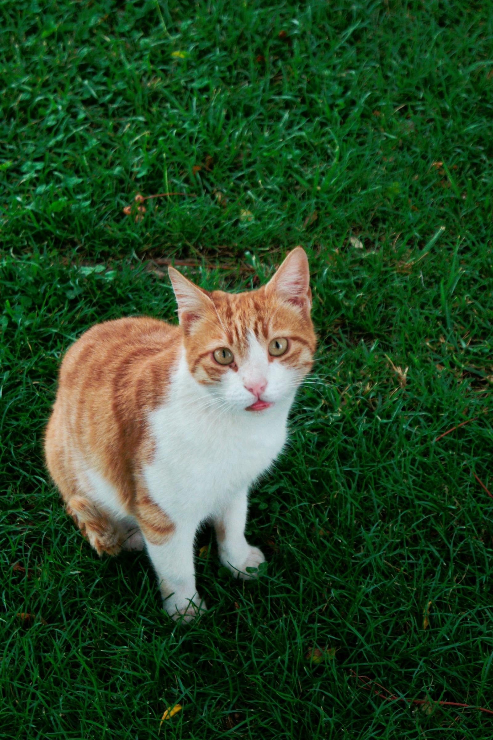 Cute Cat Wallpaper Photos, Download The BEST Free Cute Cat Wallpaper ...