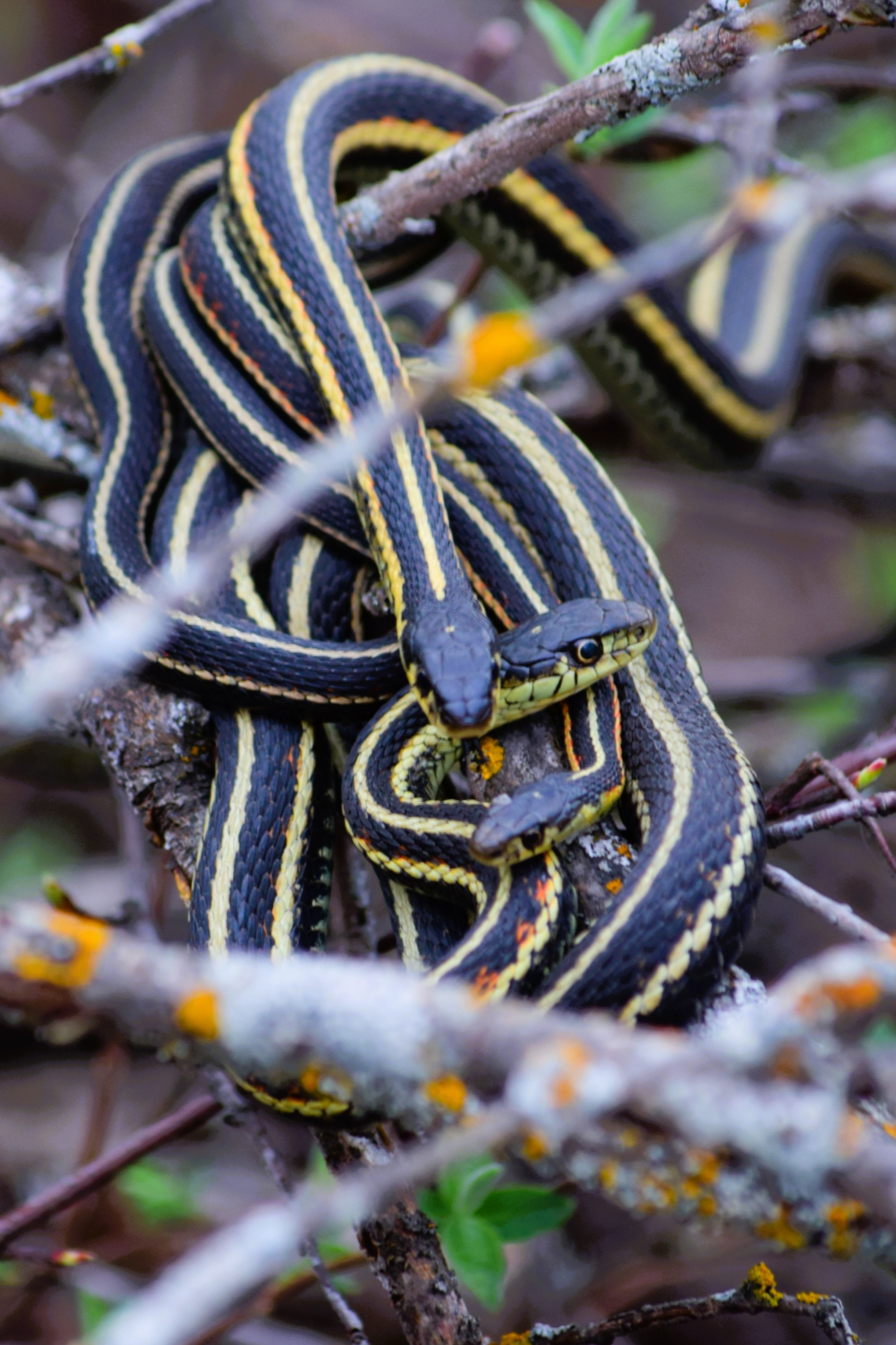 Snake Cluster Photos, Download The BEST Free Snake Cluster Stock Photos ...