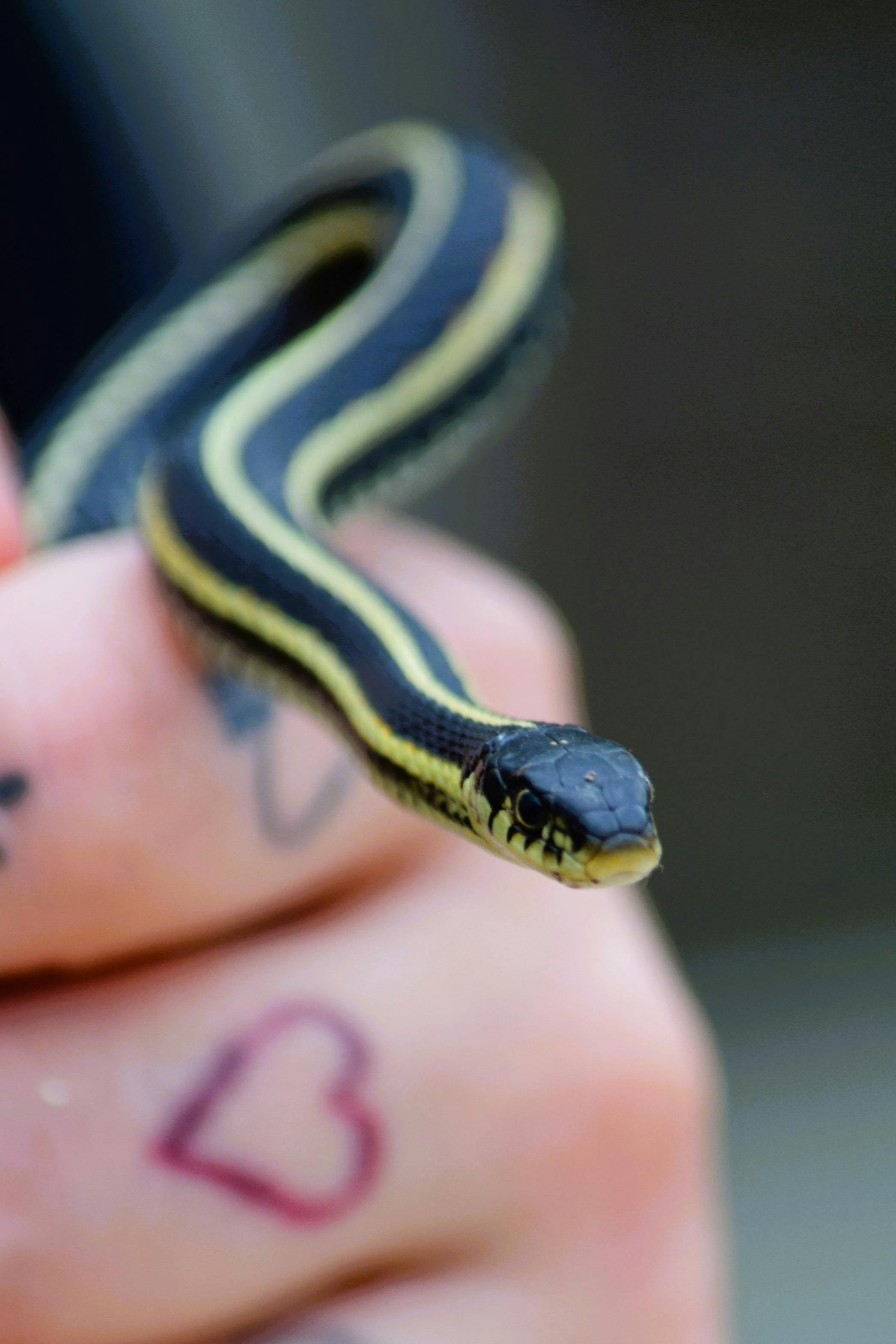 Snake Bite Photos, Download The BEST Free Snake Bite Stock Photos & HD ...