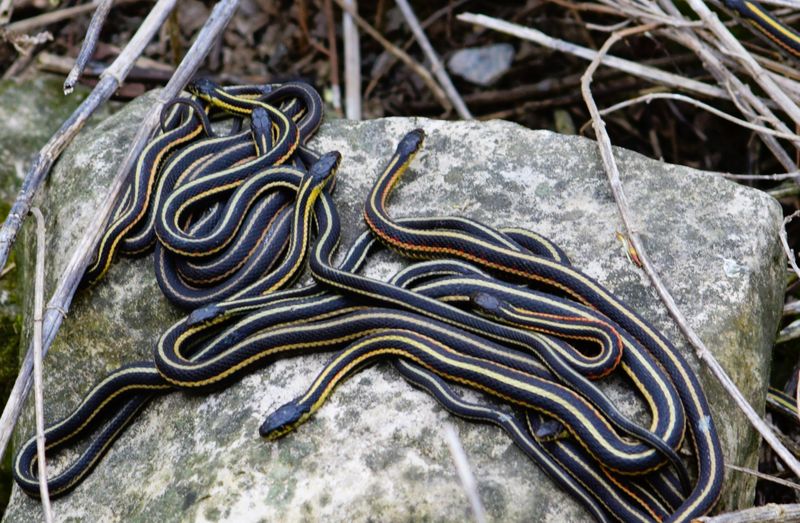 Identifying Venomous Snakes in North America: A Safety Guide