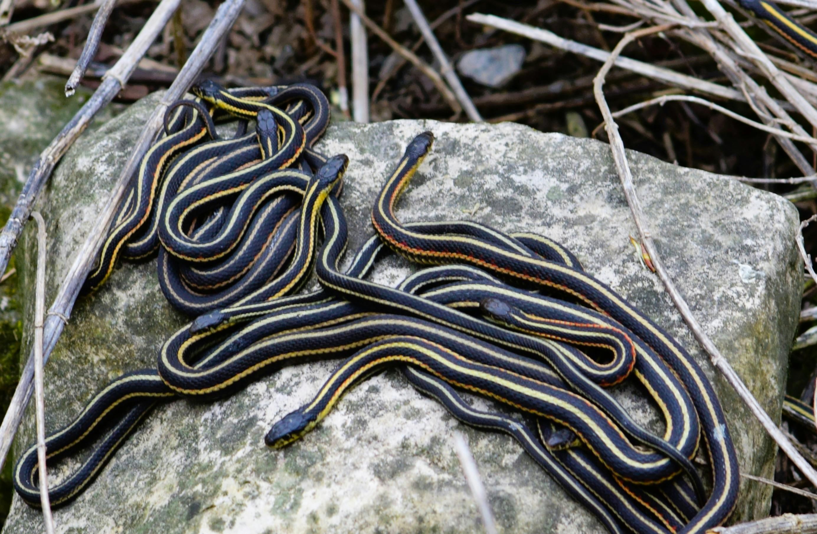 Intertwined Snakes Photos, Download The BEST Free Intertwined Snakes ...