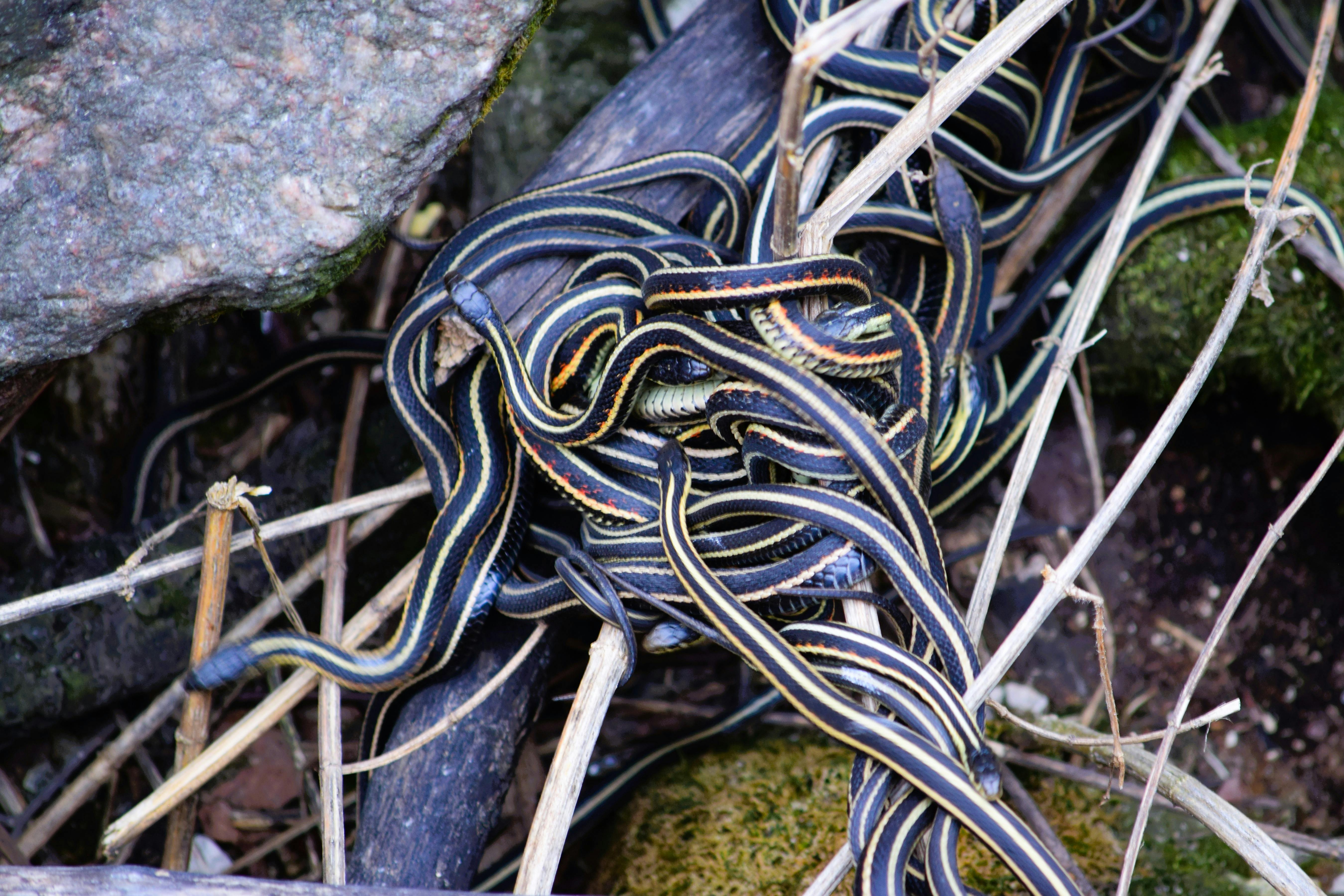 Garter Snakes Photos, Download The BEST Free Garter Snakes Stock Photos ...