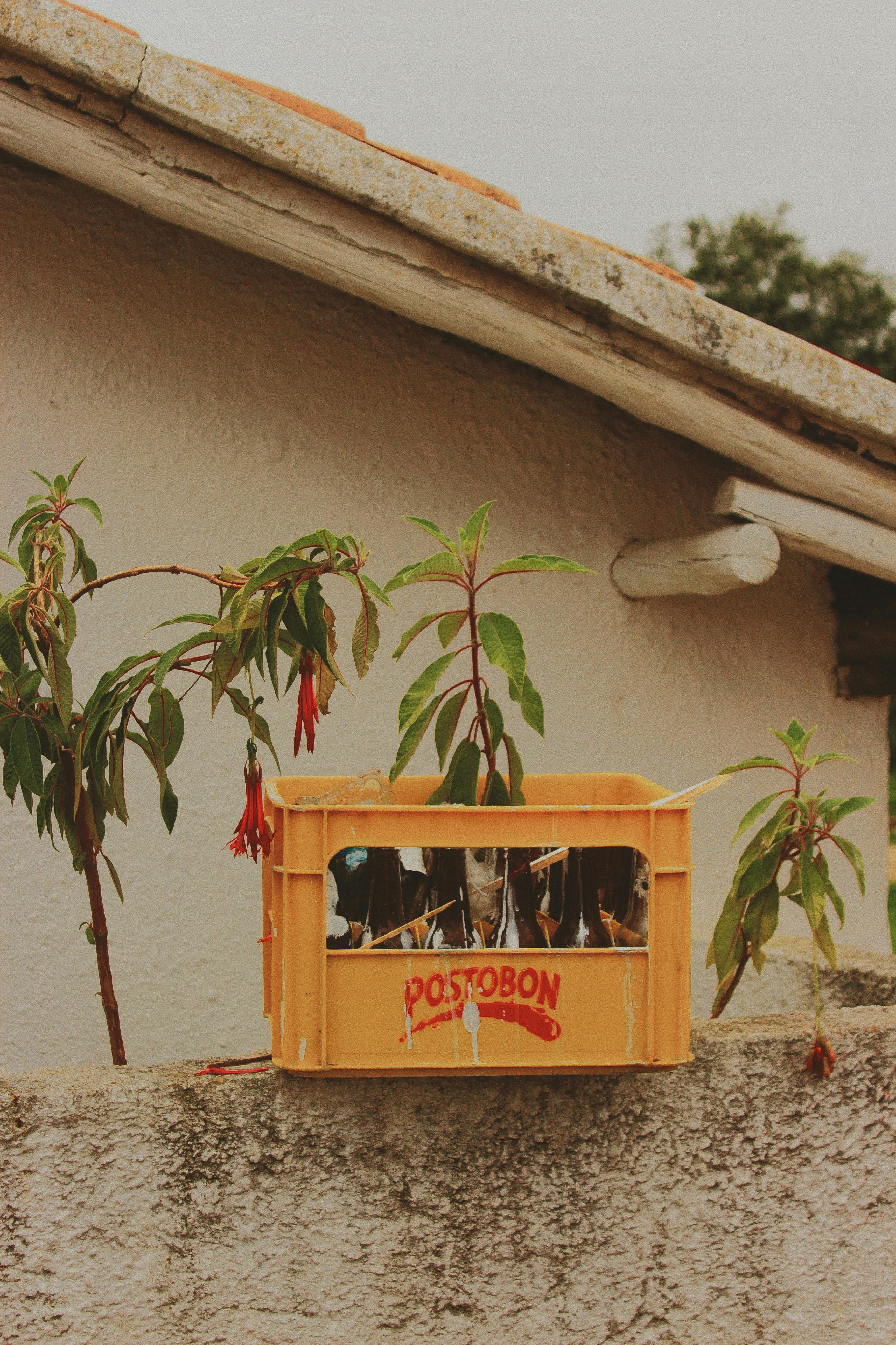 Postobon Photos, Download The BEST Free Postobon Stock Photos & HD Images