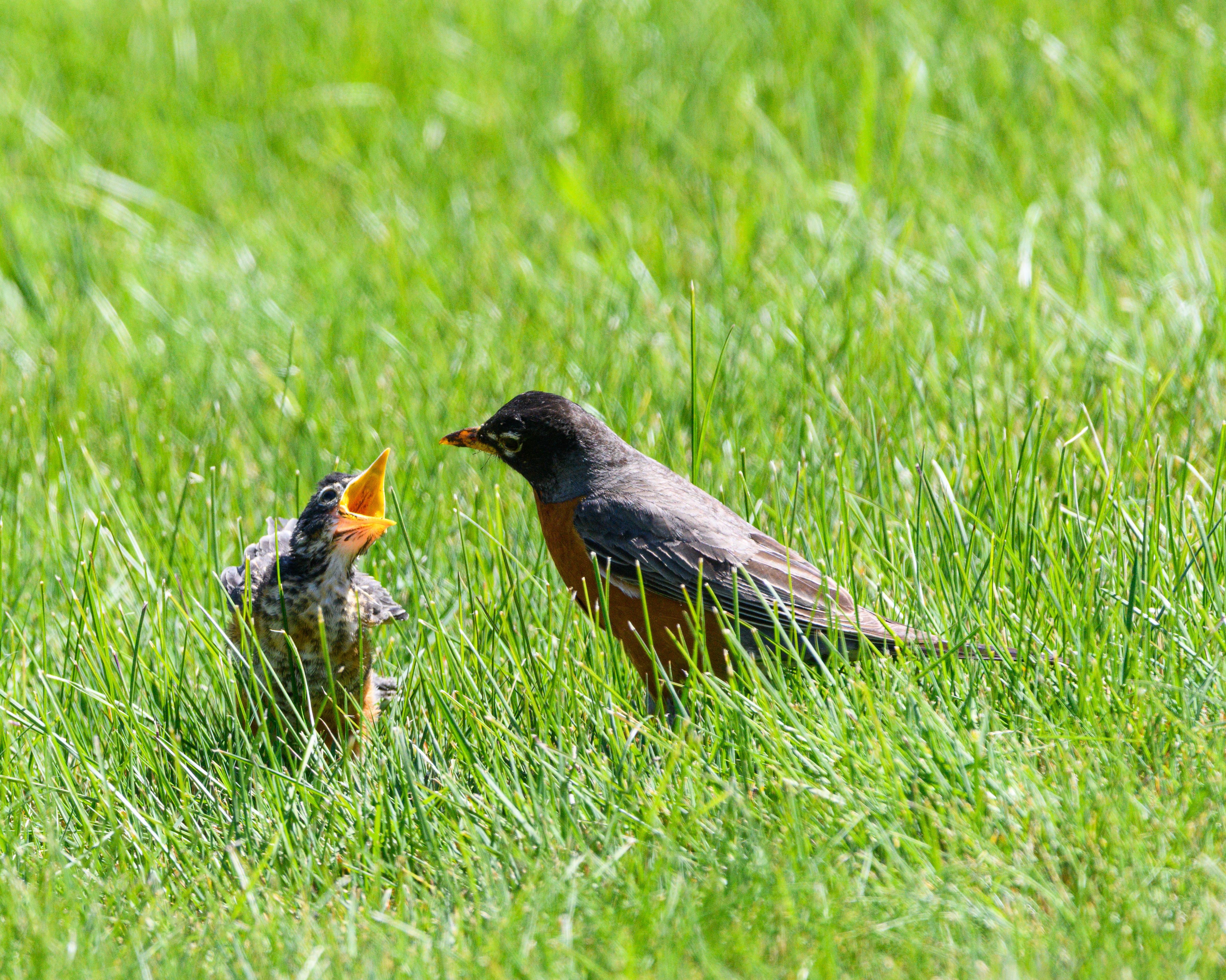 American Robin Feeding Chick in Lush Grass · Free Stock Photo