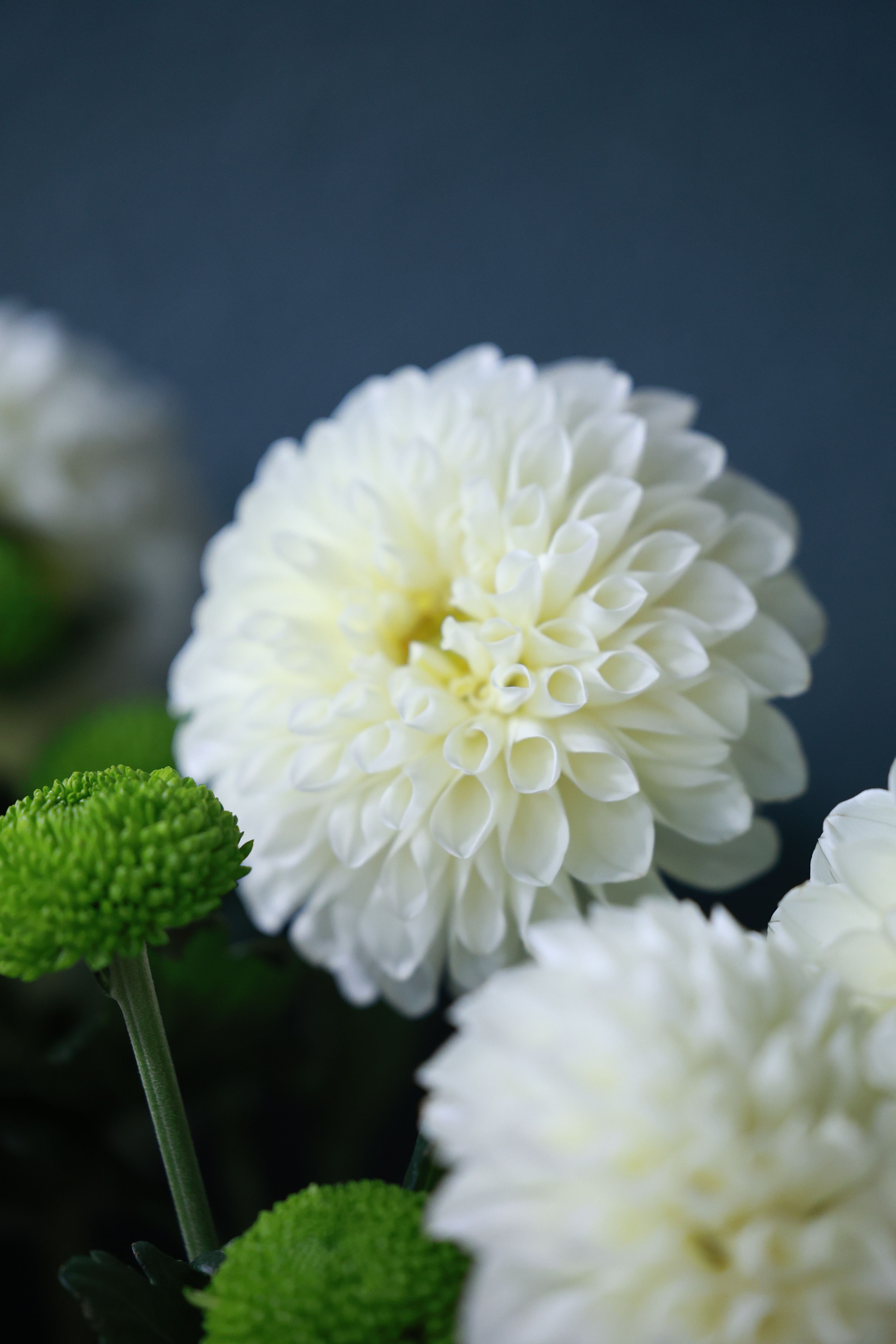 Gulab Flower Background Photos, Download The BEST Free Gulab Flower ...