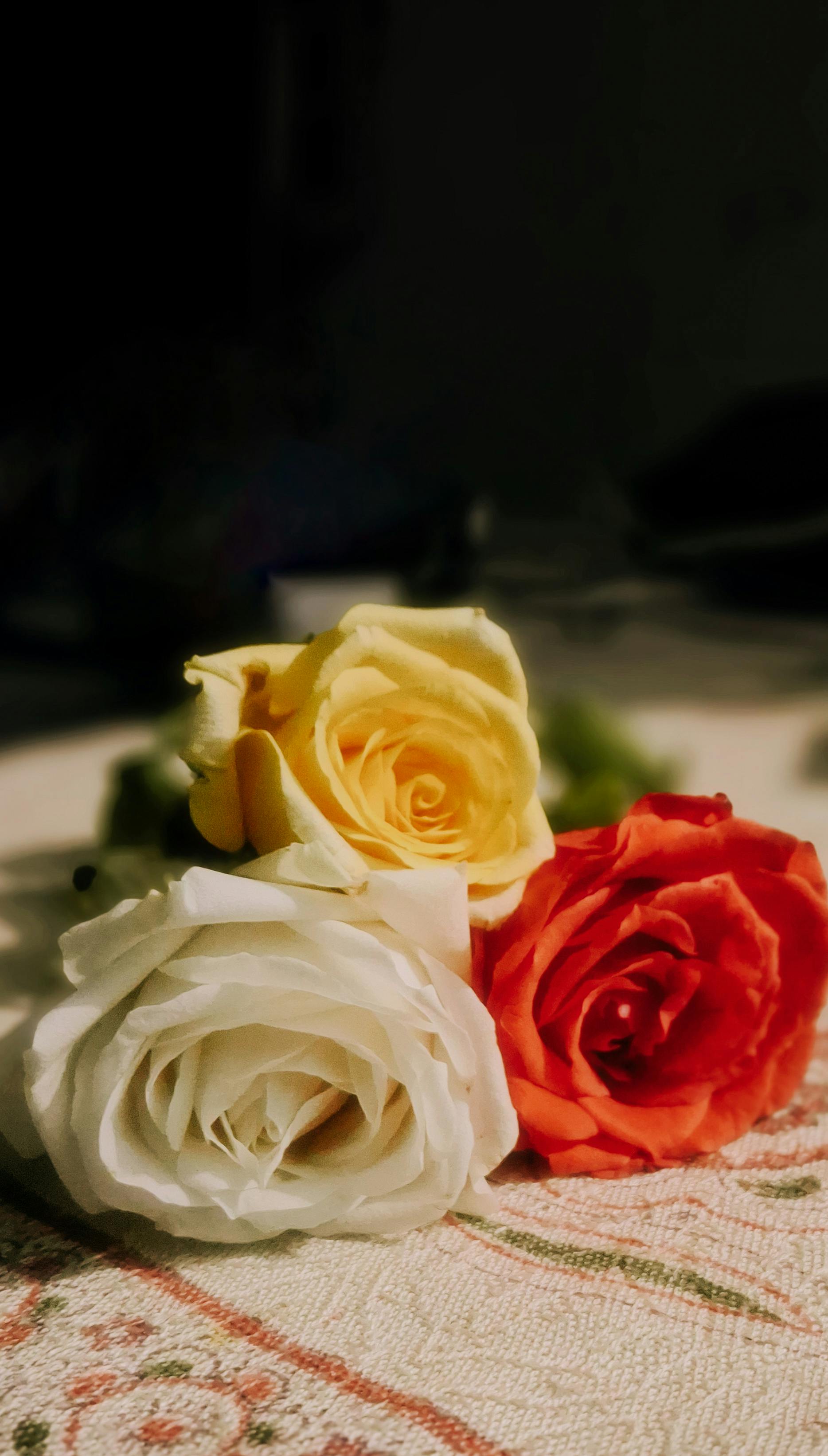 60.000+ Jo+and+judy+wallpaper Bilder und Fotos · Kostenlos Downloaden · Pexels Stock-Fotos