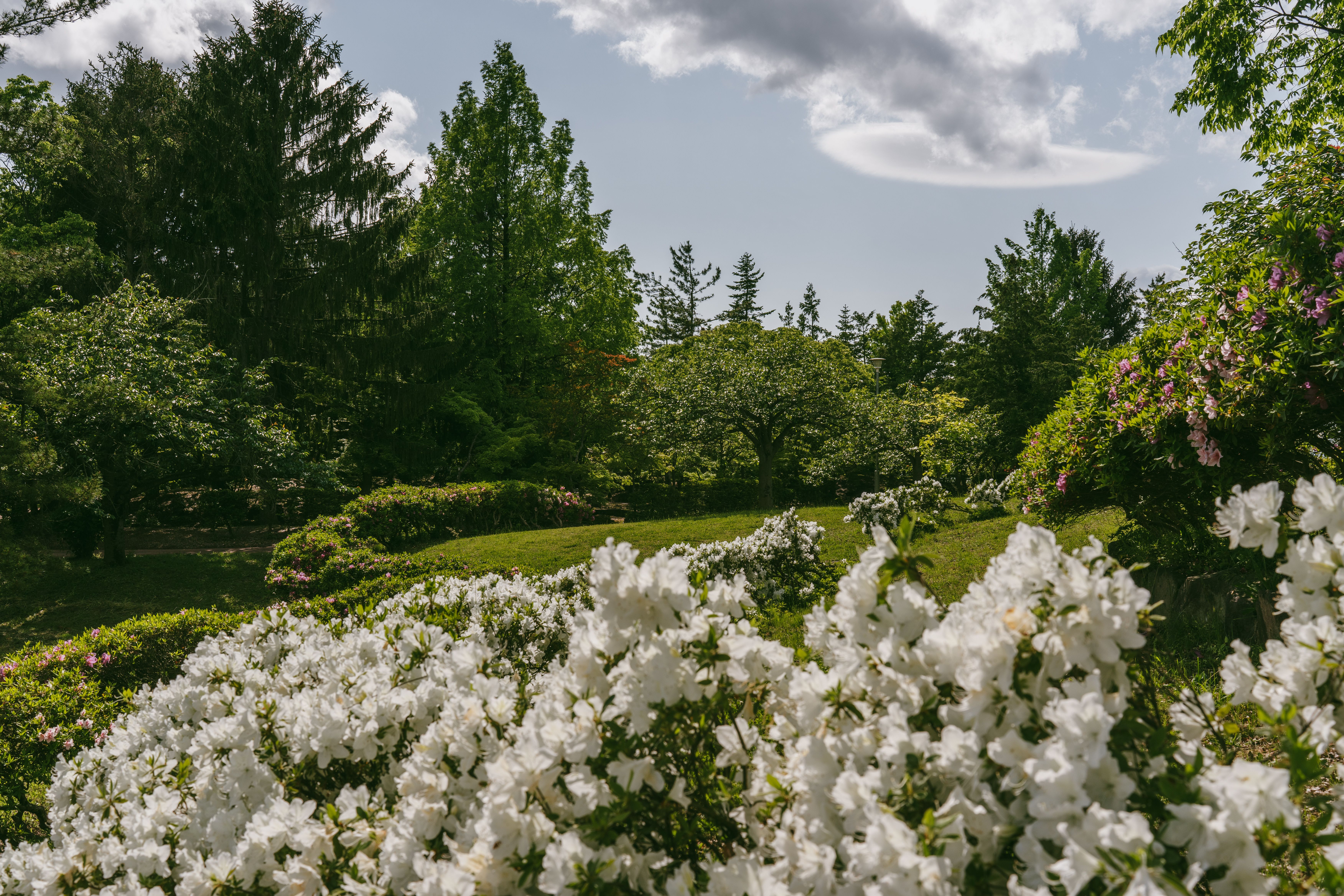 Scenic Garden with Blooming White Azaleas · Free Stock Photo