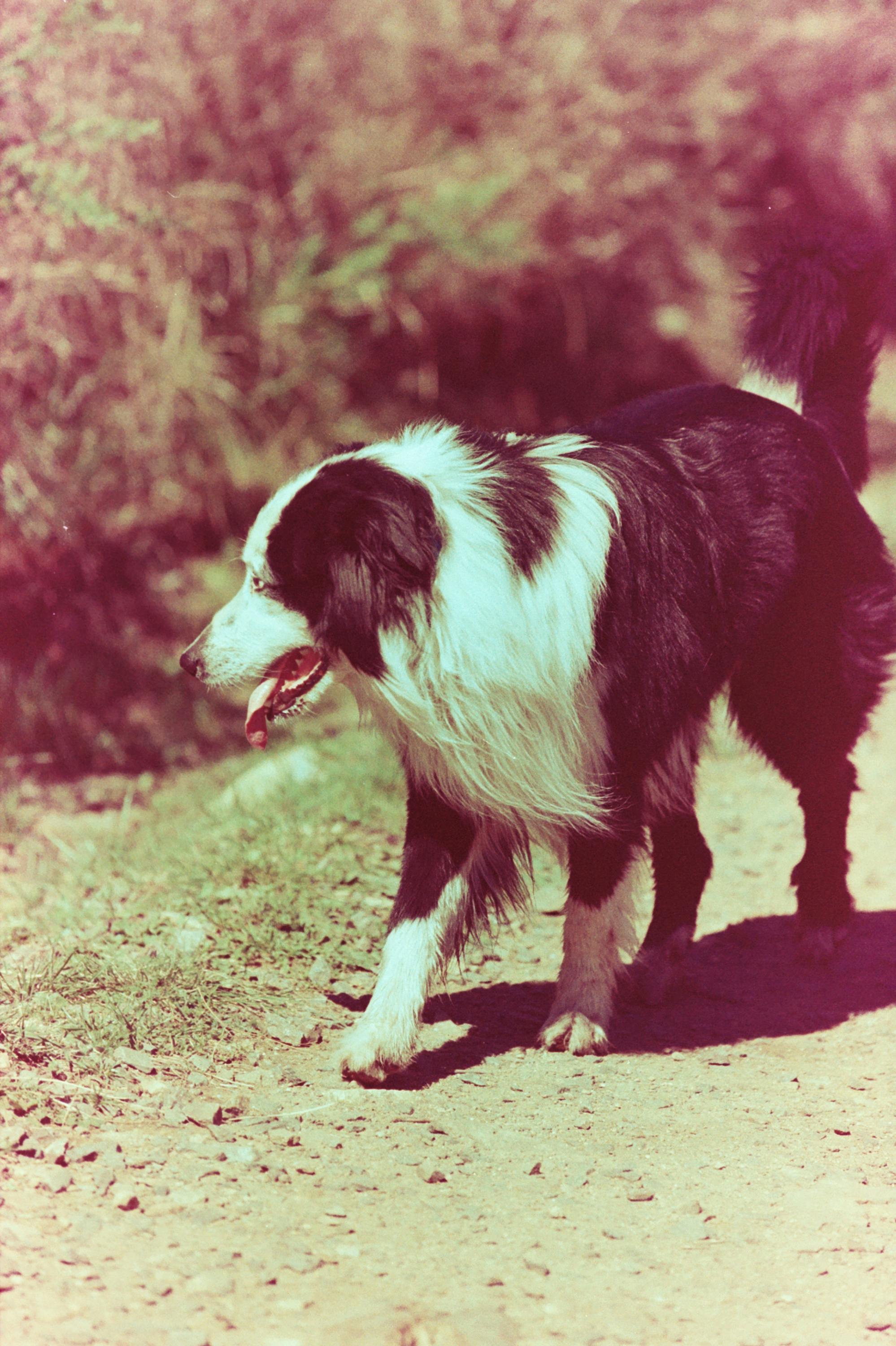 Border Collie Walking on Sunny Path Outdoors · Free Stock Photo