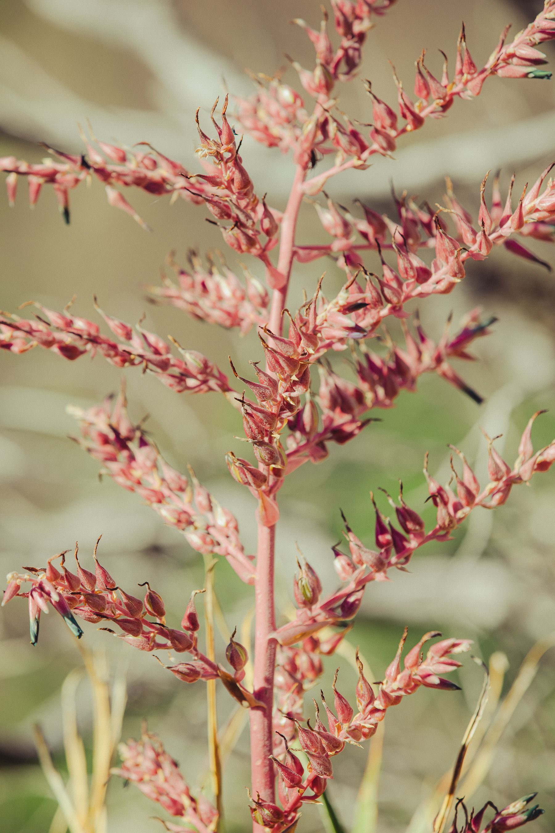 Vibrant Desert Plant in Córdoba, Argentina · Free Stock Photo