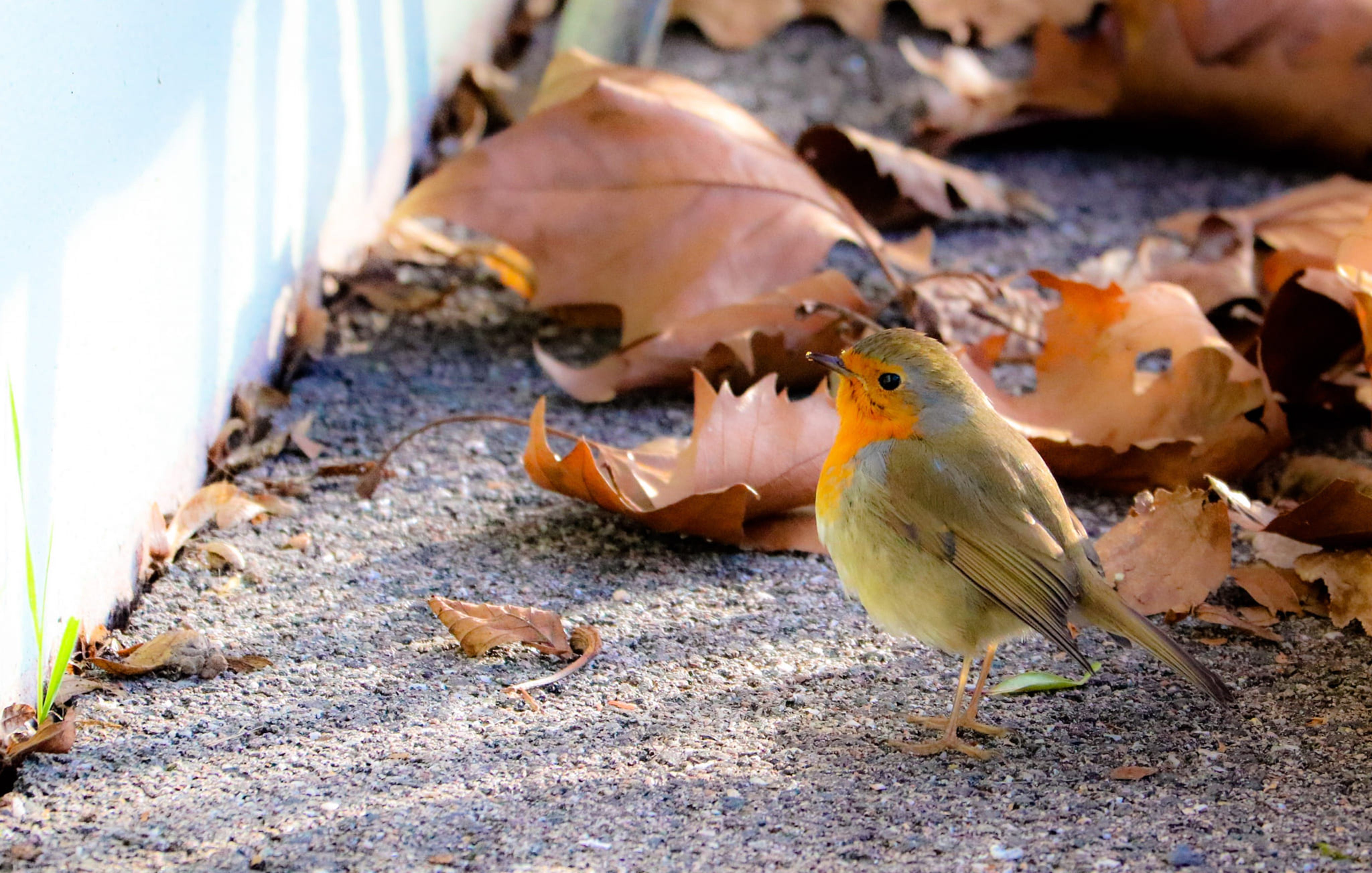 European Robin among Autumn Leaves · Free Stock Photo