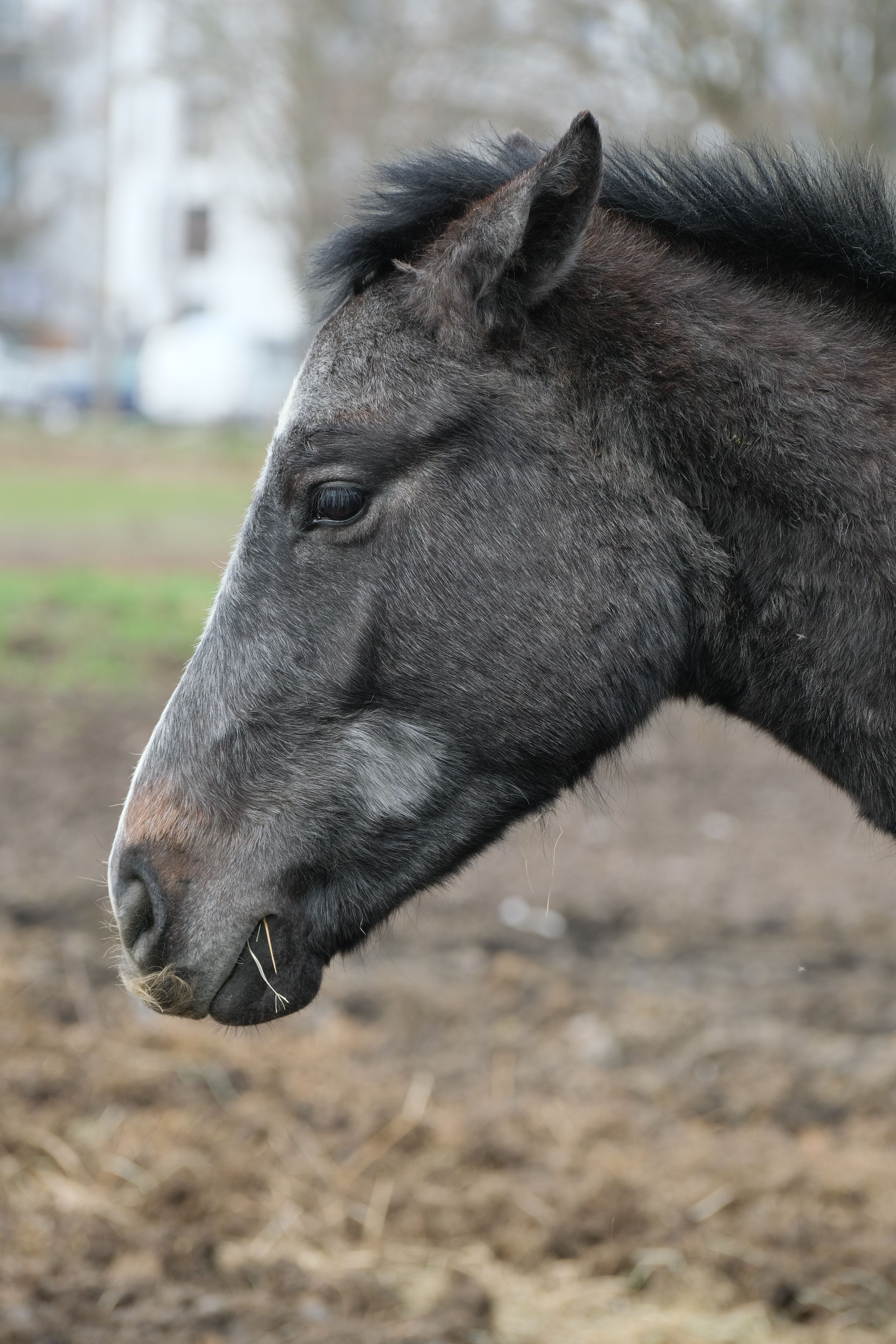 Horse Side Profile Photos, Download The BEST Free Horse Side Profile ...