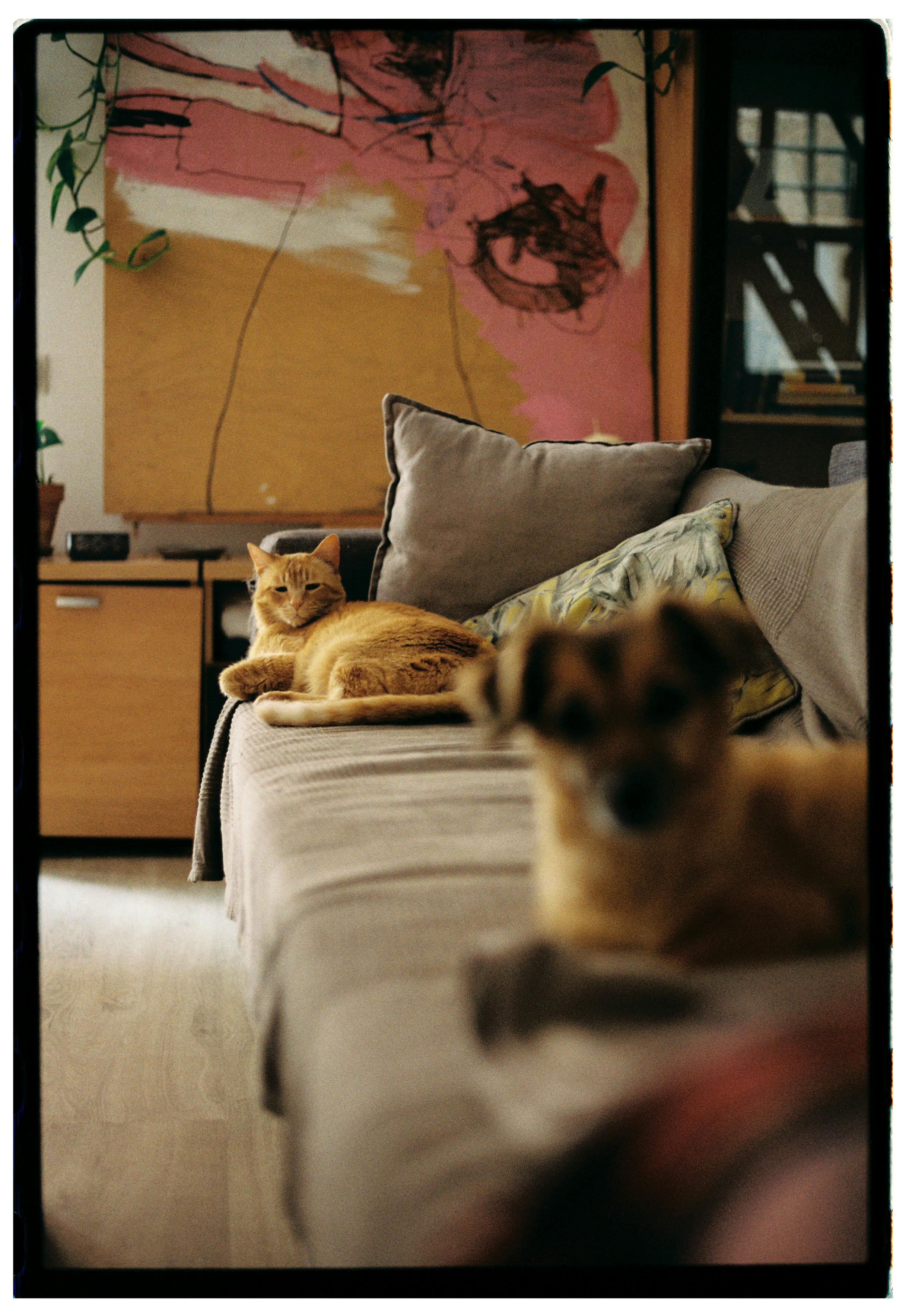 Cat Screensaver Photos, Download The BEST Free Cat Screensaver Stock ...