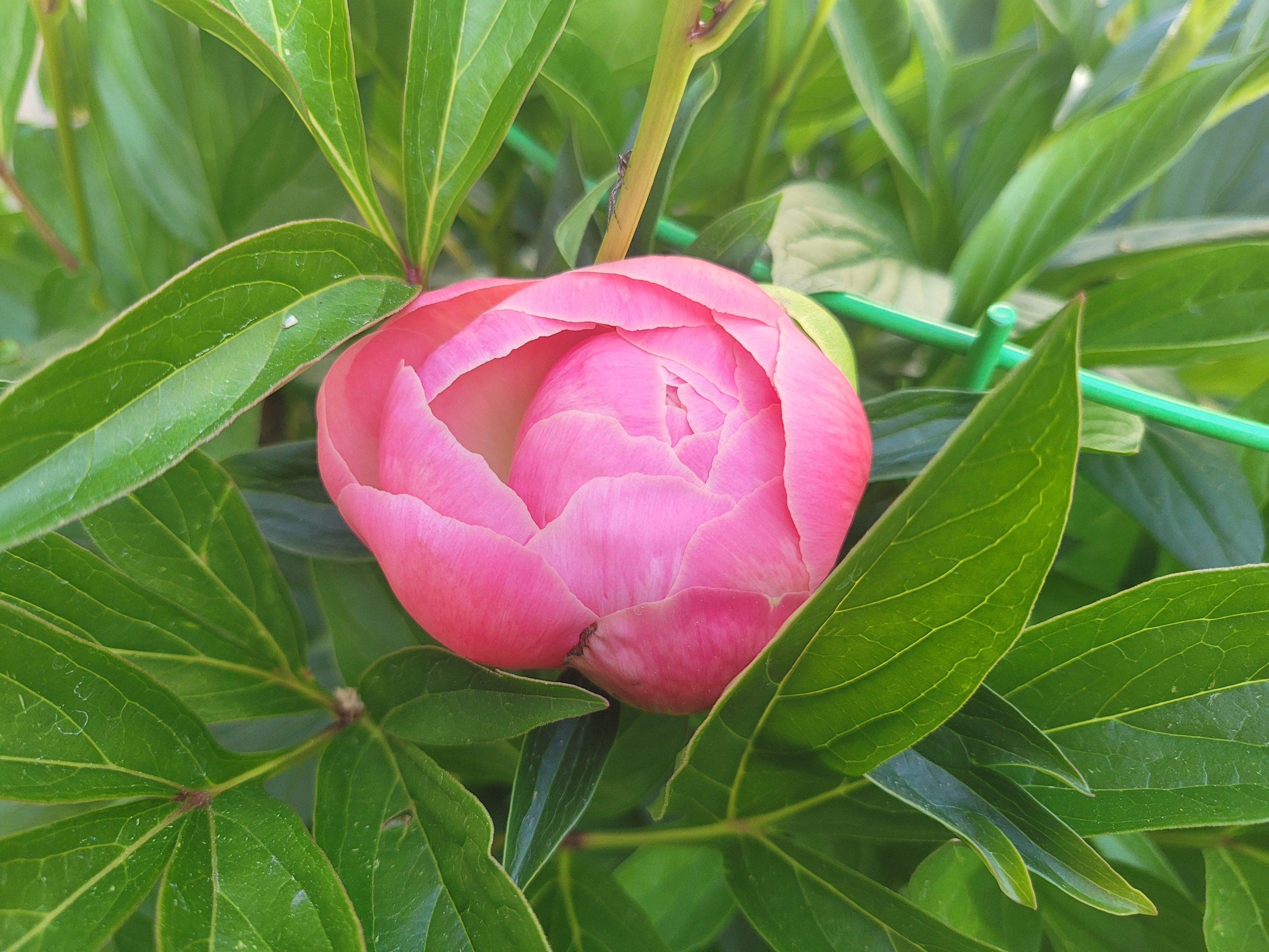 Close-up of a Vibrant Pink Peony Bud in Garden · Free Stock Photo