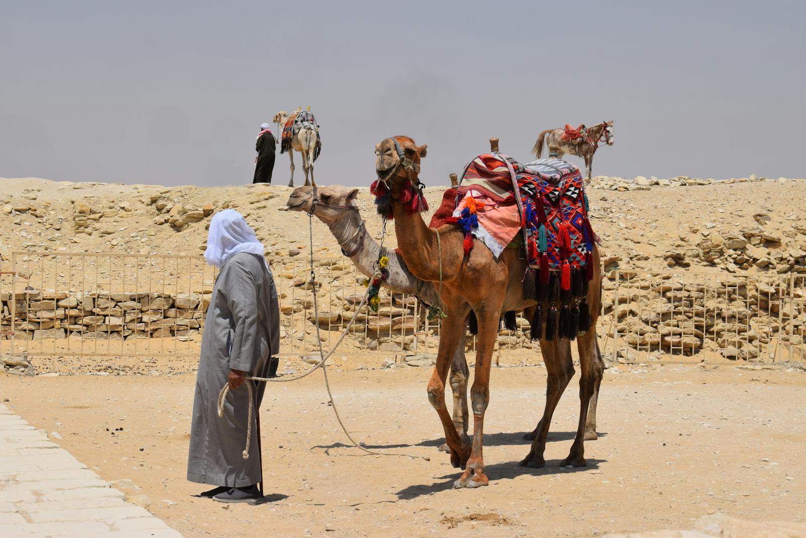 Camel Images Photos, Download The BEST Free Camel Images Stock Photos ...