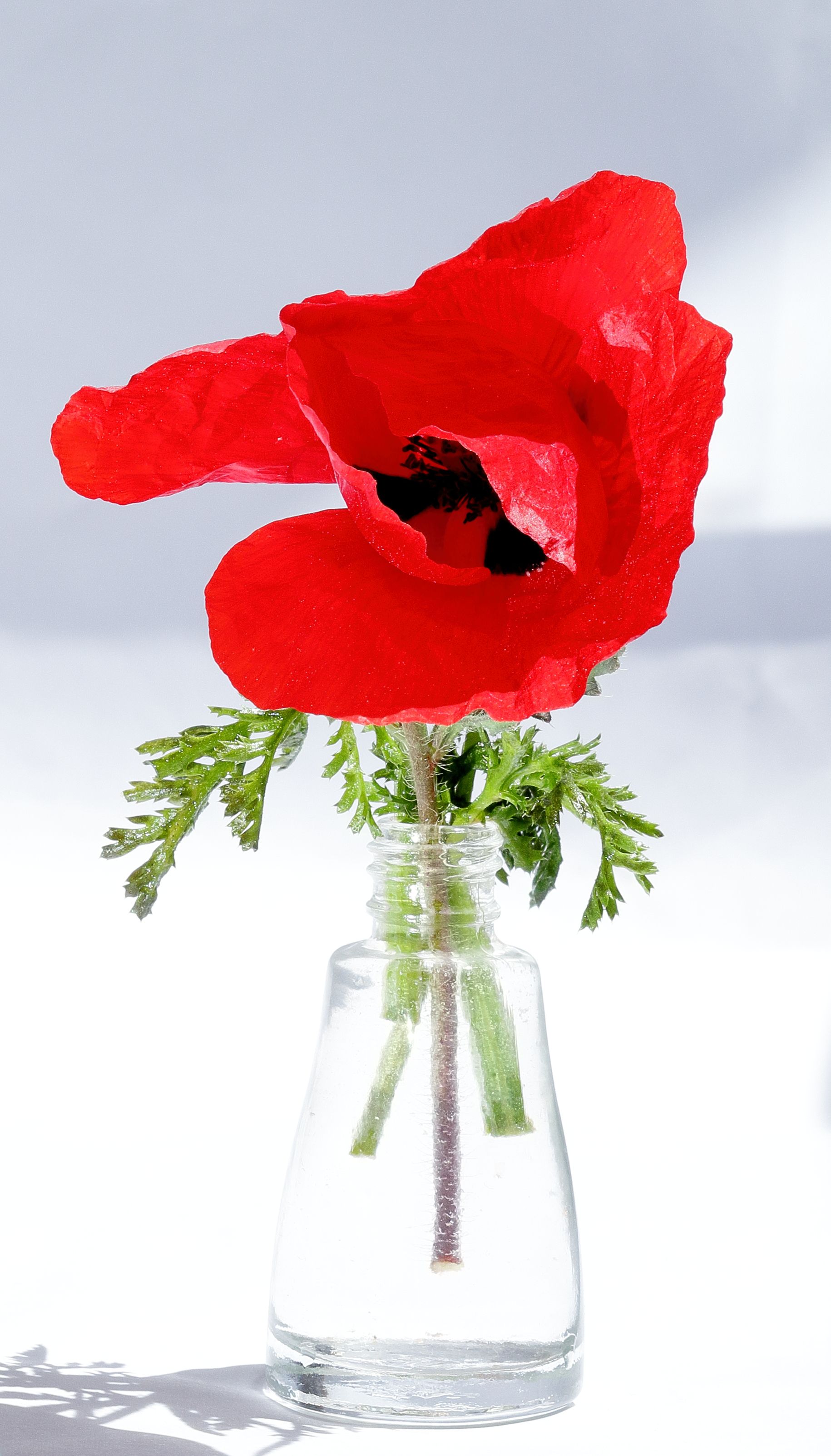Vivid Red Poppy in a Clear Glass Vase · Free Stock Photo
