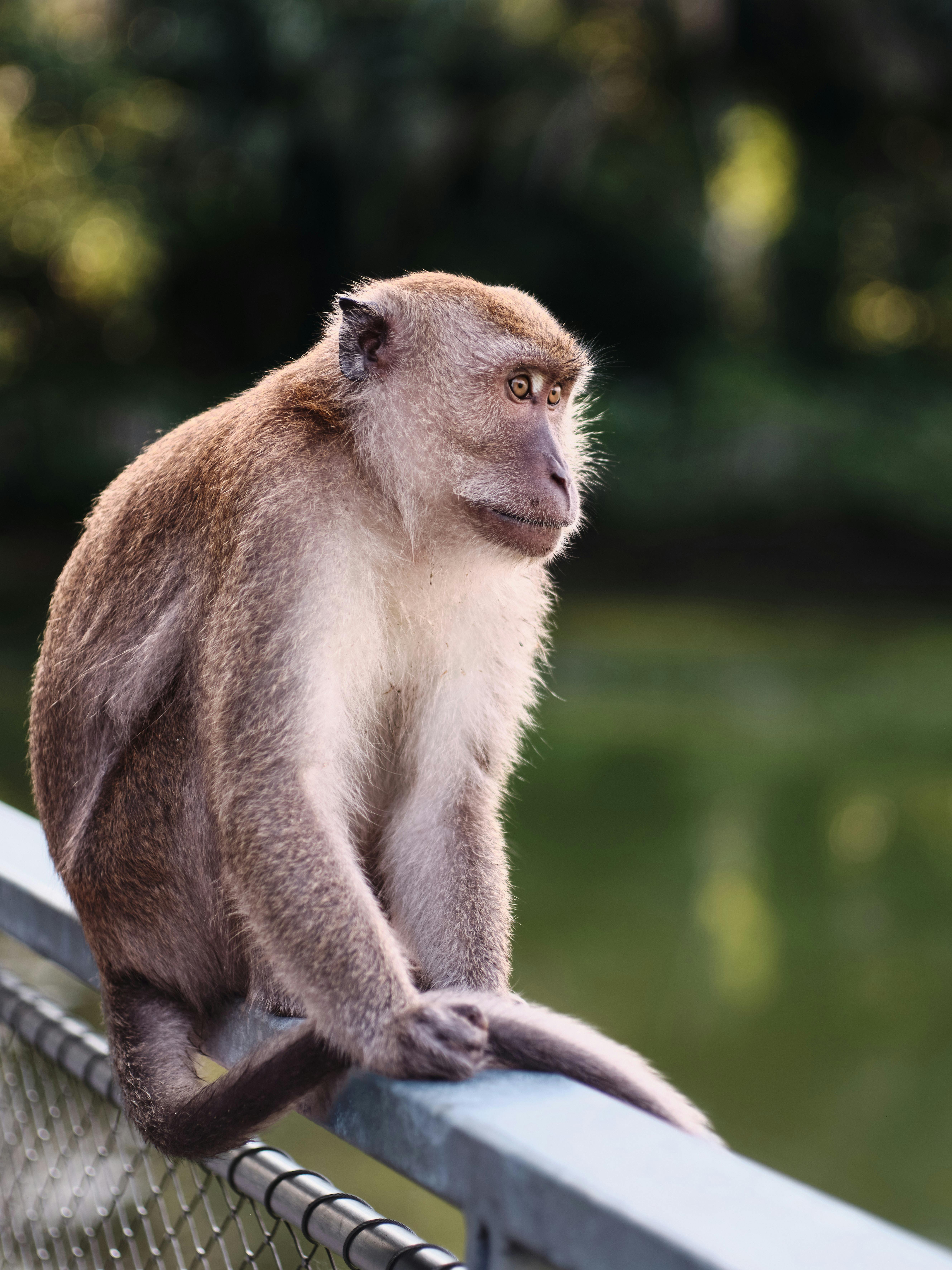Macaque Monkey Resting on Rail Over Water · Free Stock Photo