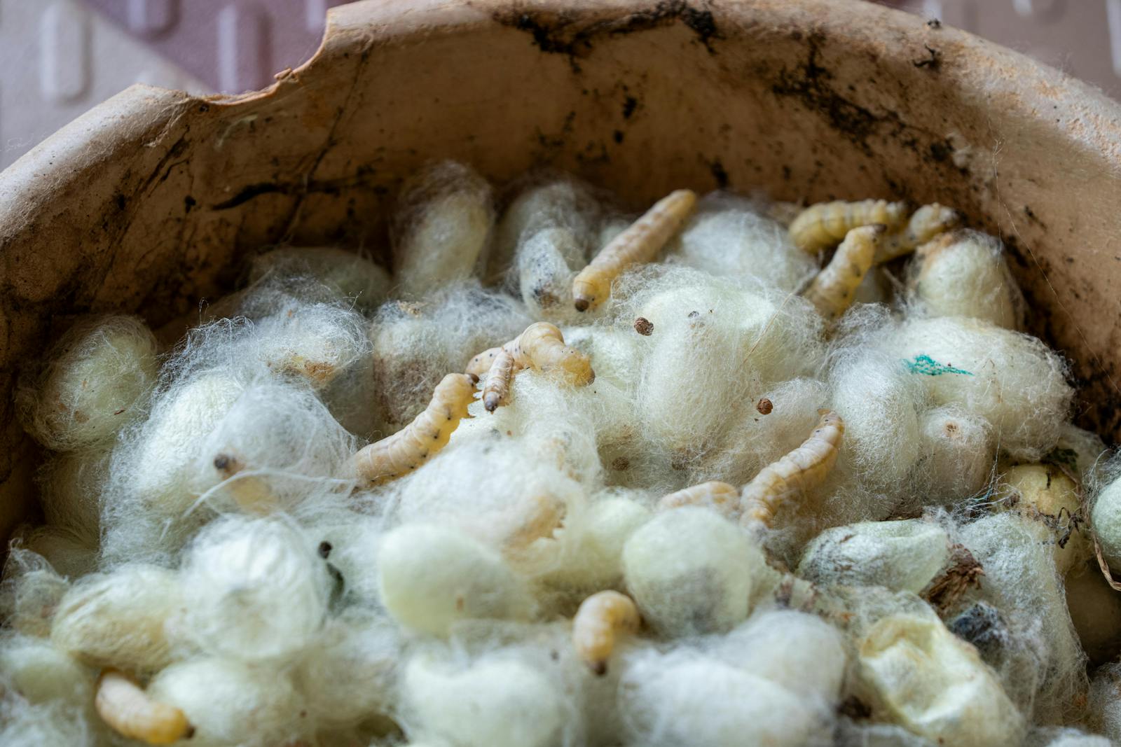 Worm Photos, Download The BEST Free Worm Stock Photos & HD Images