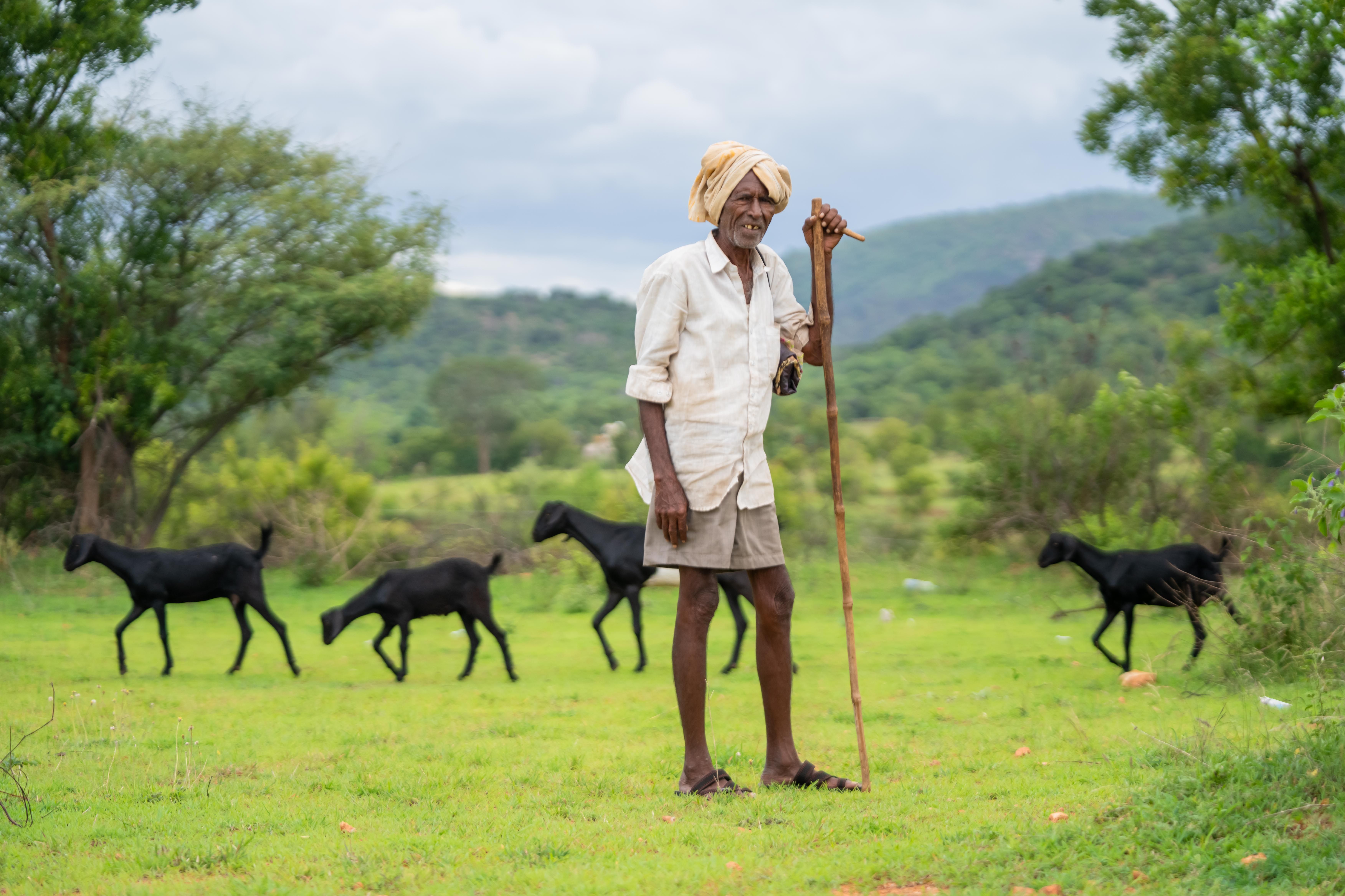 Elderly Farmer with Sheep in Scenic Landscape · Free Stock Photo