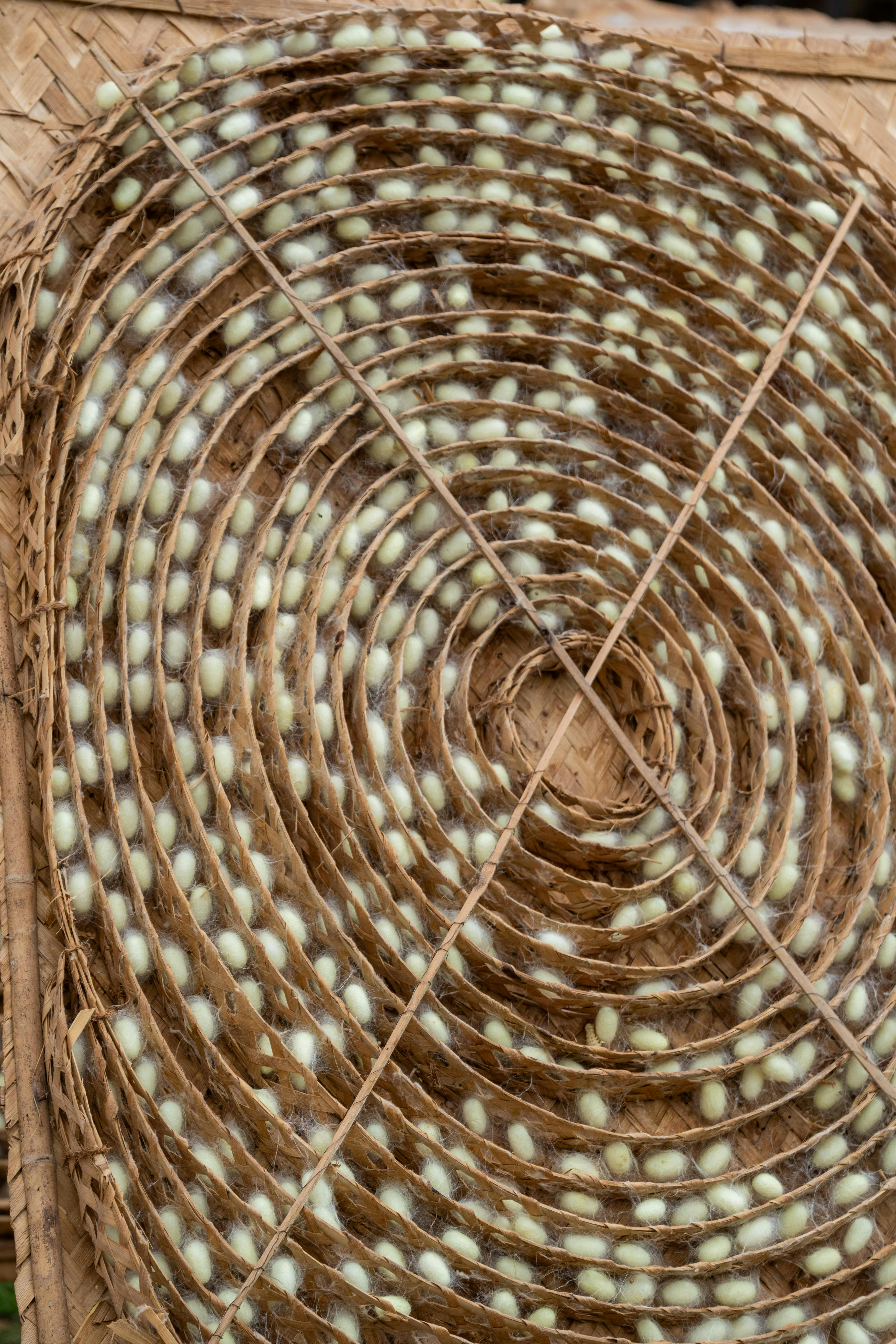 Intricate Spiral Pattern of Silk Cocoons · Free Stock Photo
