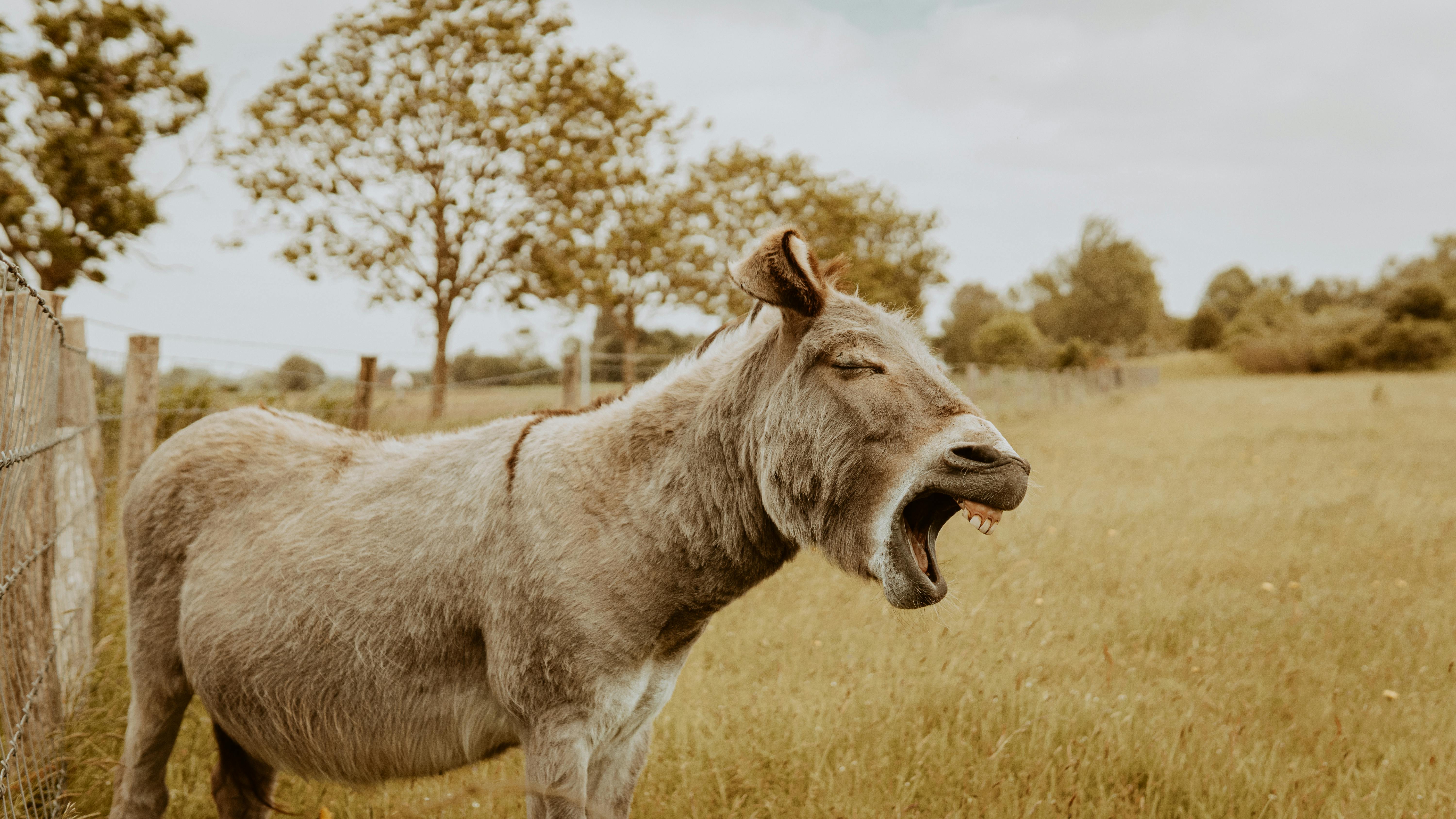 Yawning Donkey in a Pastoral Setting · Free Stock Photo