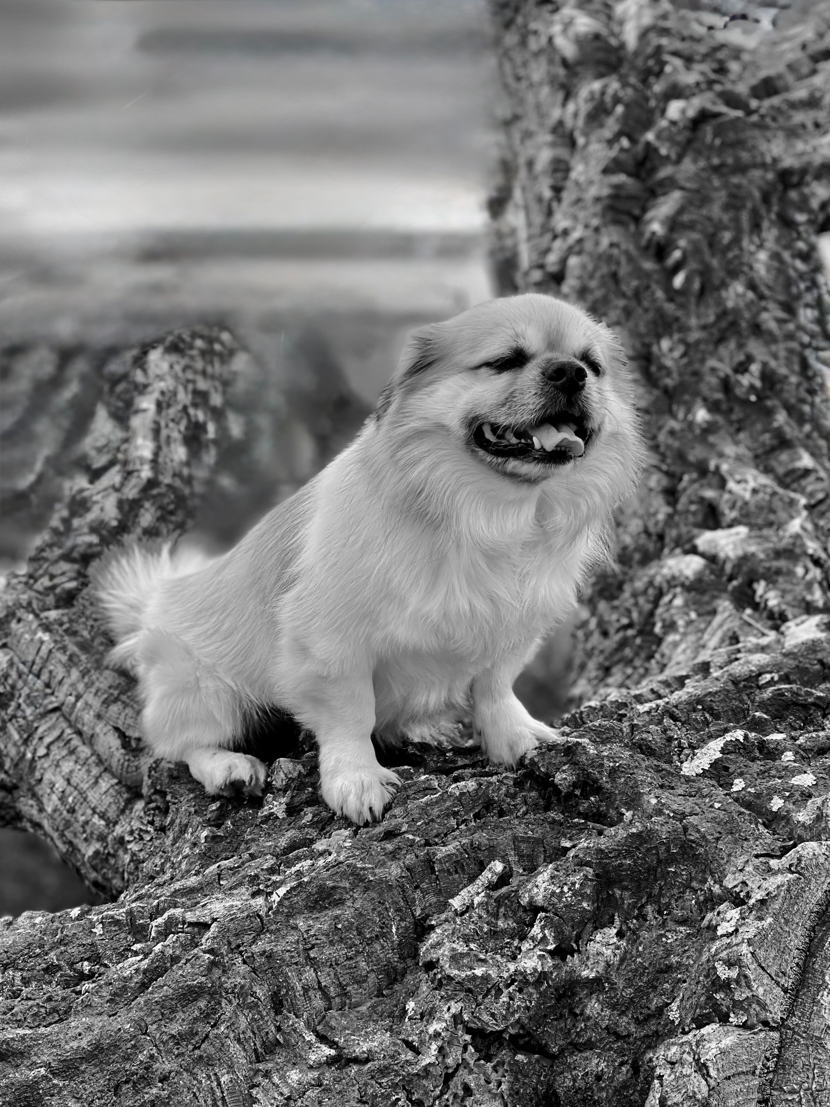 Dog Sitting Photos, Download The BEST Free Dog Sitting Stock Photos ...