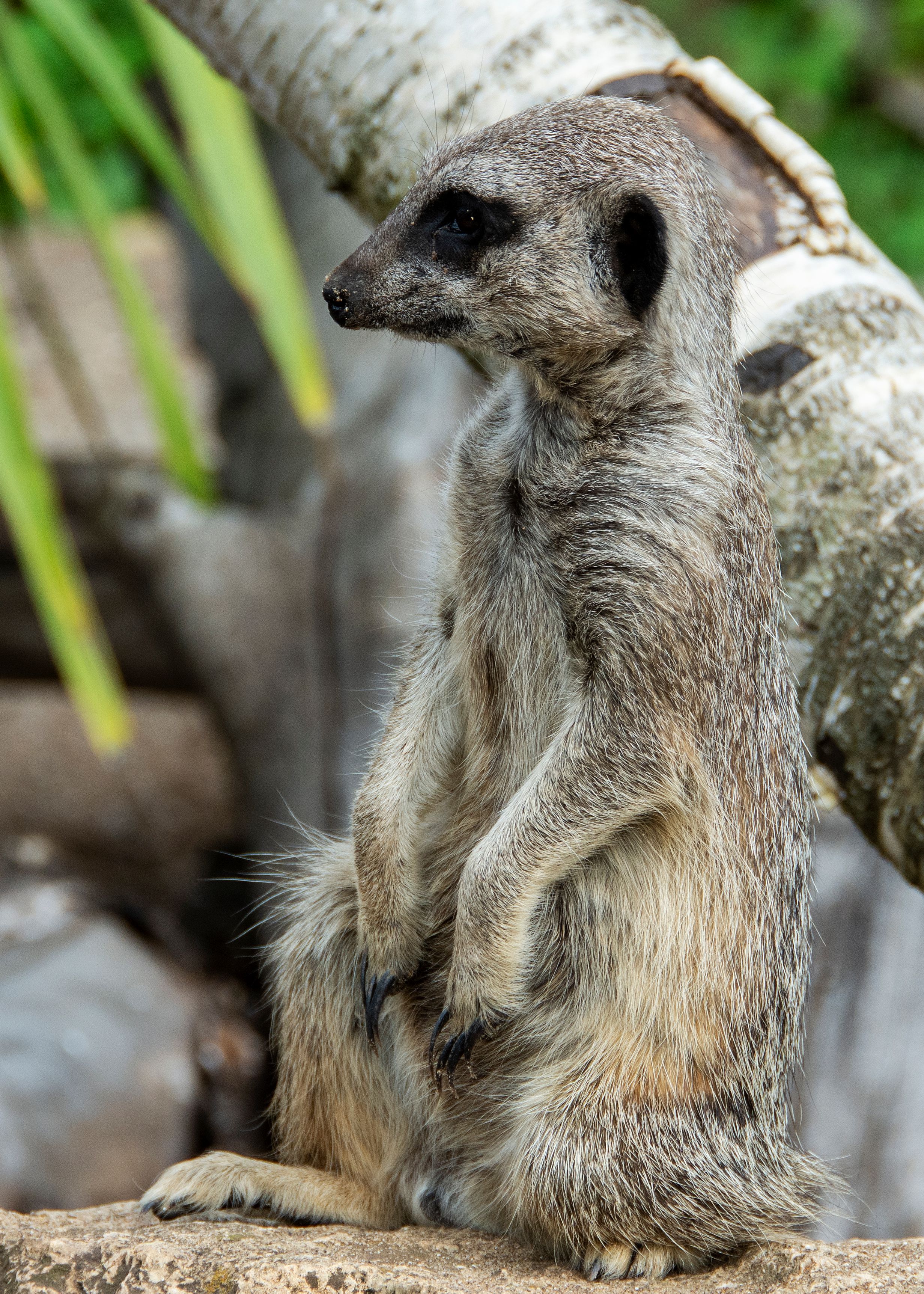Captivating Meerkat Standing Tall in Zoo Habitat · Free Stock Photo