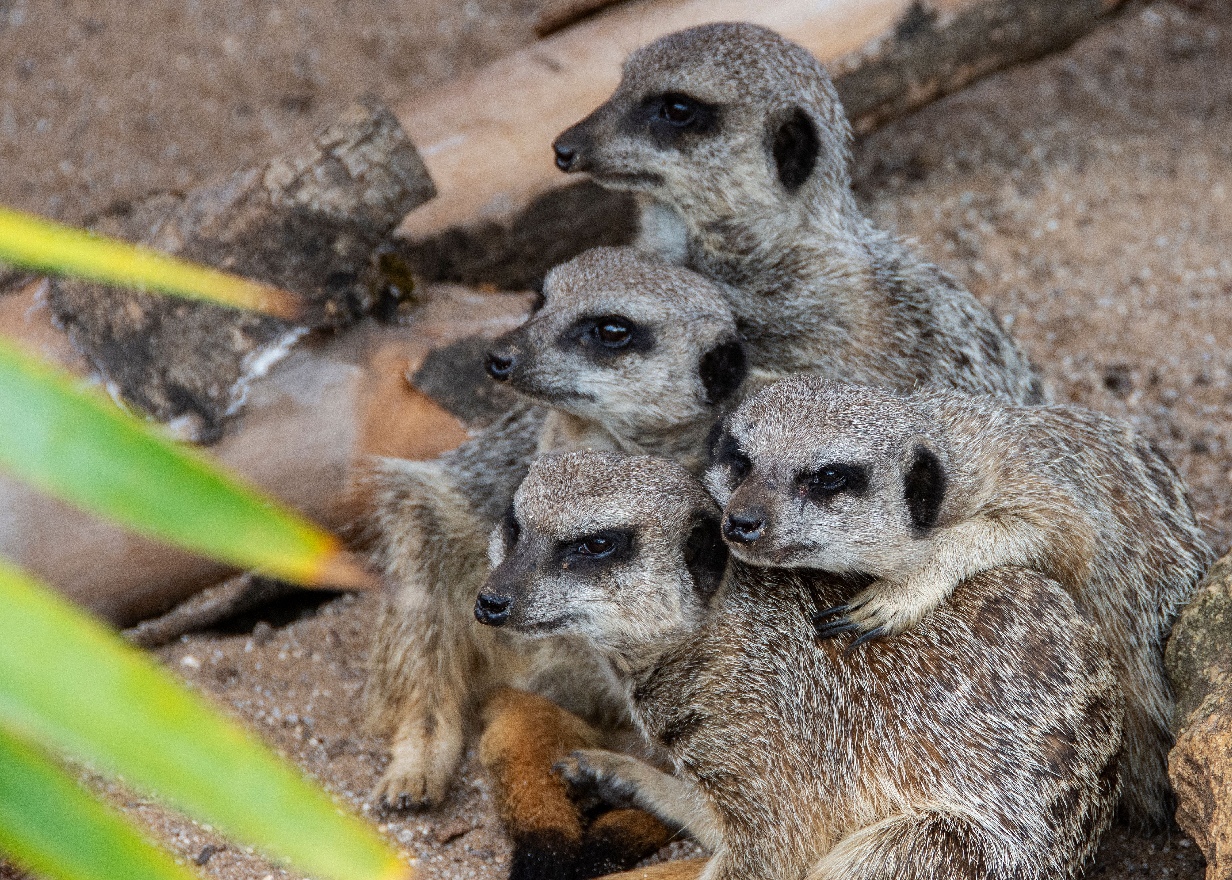 Group of Meerkats Resting Together · Free Stock Photo