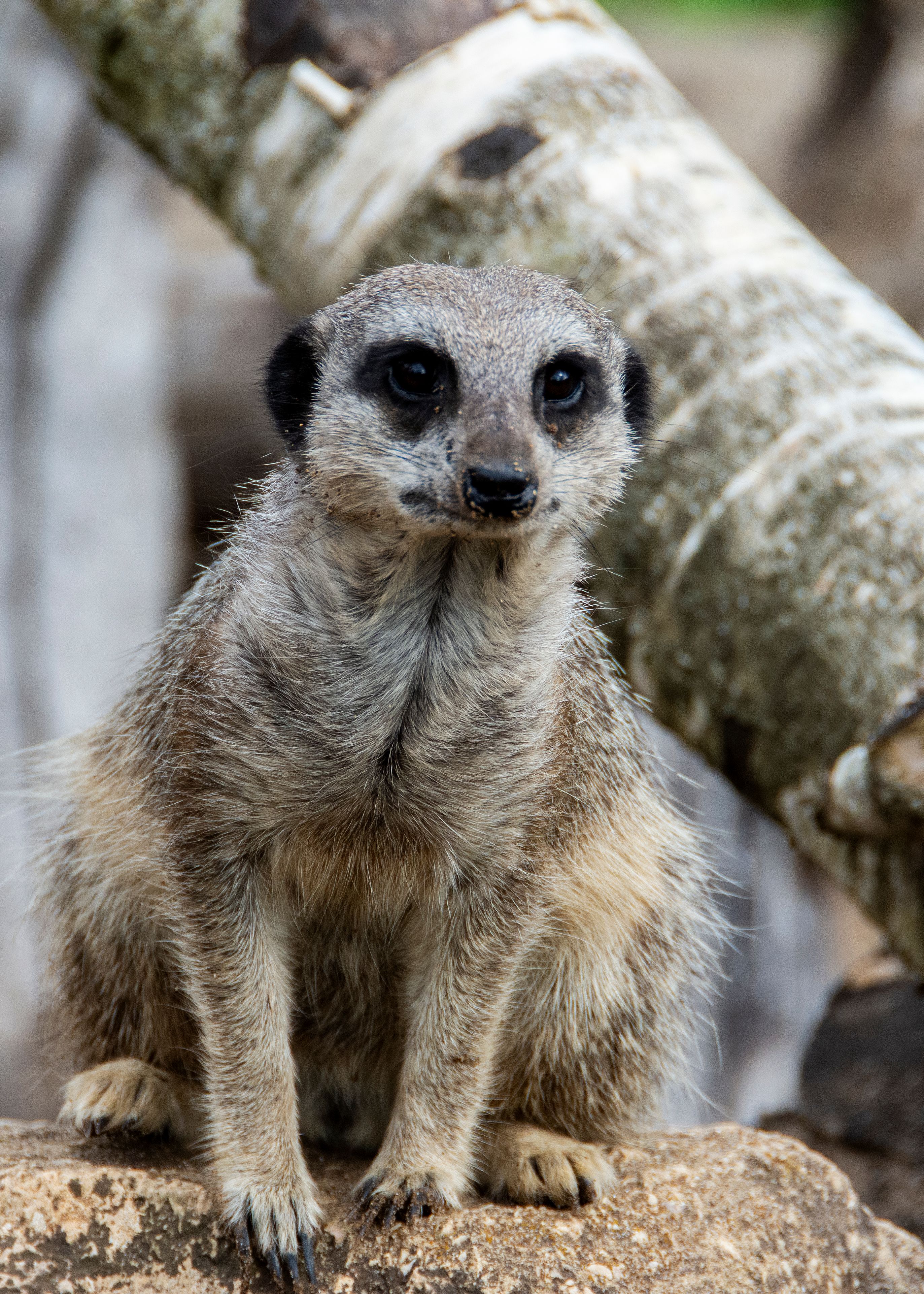Portrait of a Playful Meerkat in Natural Habitat · Free Stock Photo