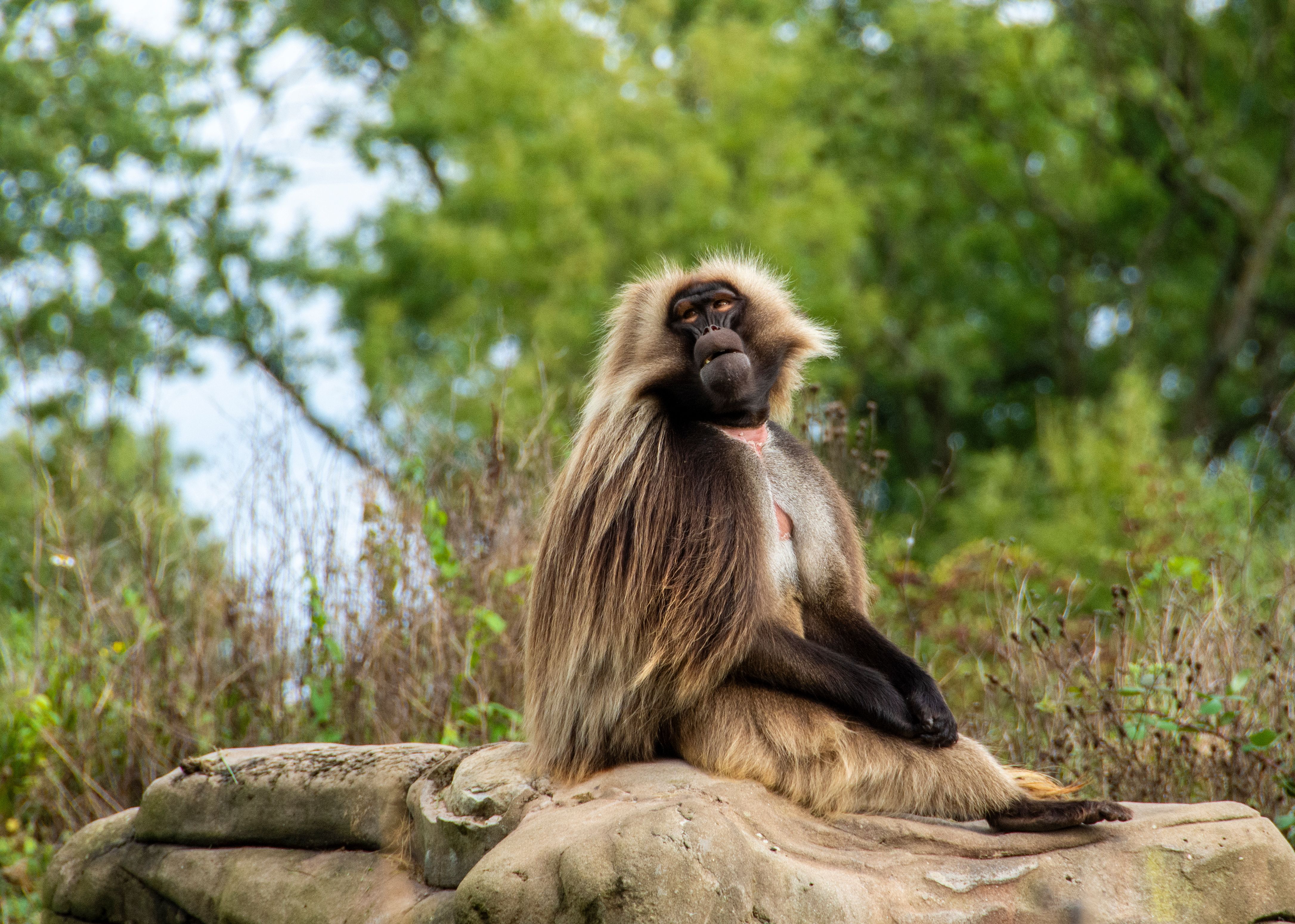 Majestic Gelada Baboon Posing in Nature · Free Stock Photo