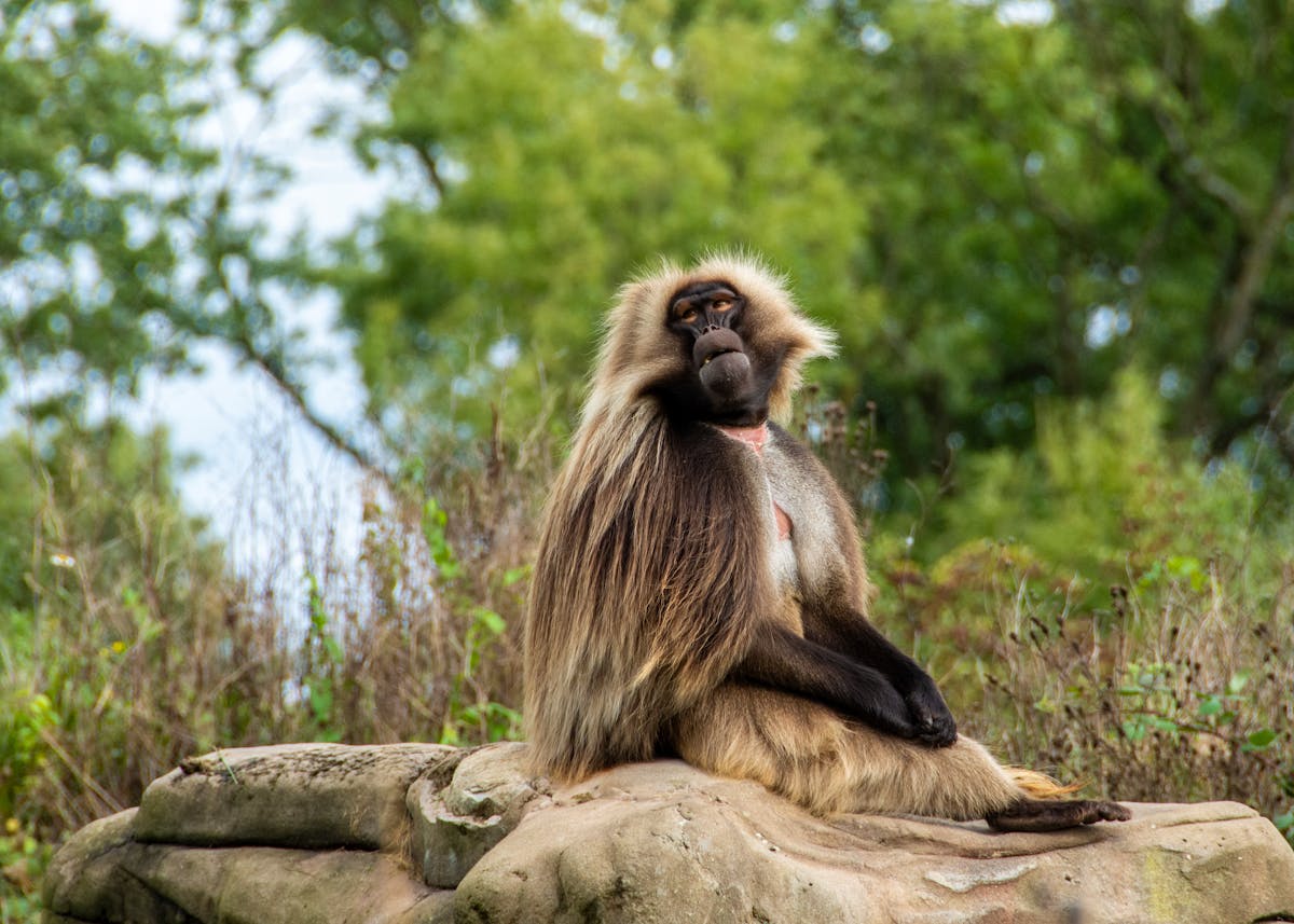 Scary Baboon Photos, Download The BEST Free Scary Baboon Stock Photos ...