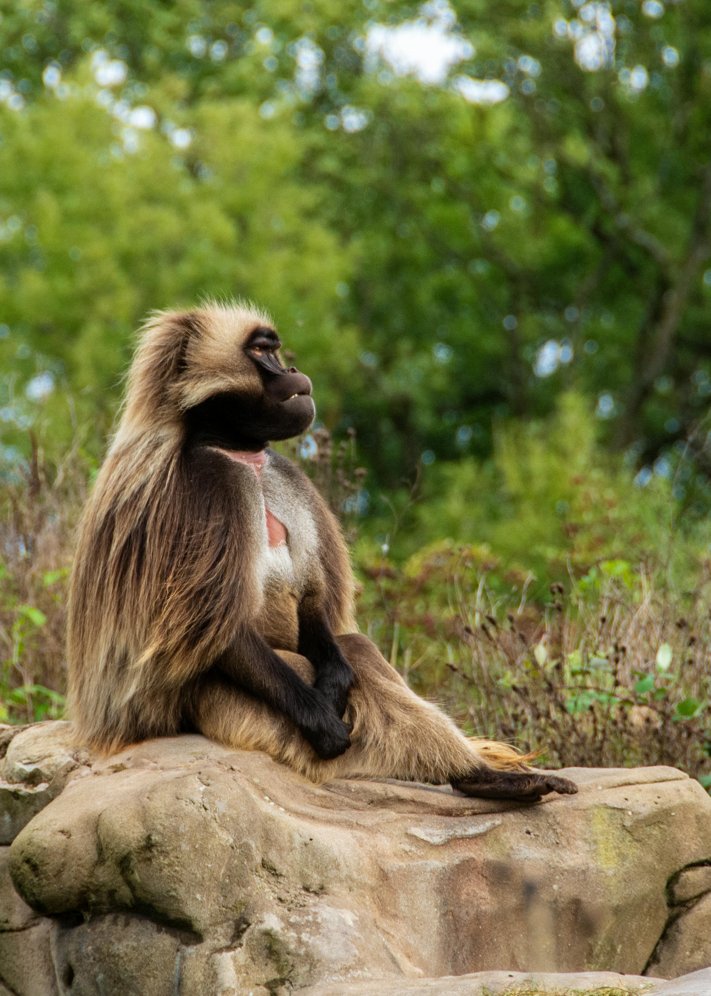 Goofy Monkey Photos, Download The BEST Free Goofy Monkey Stock Photos ...