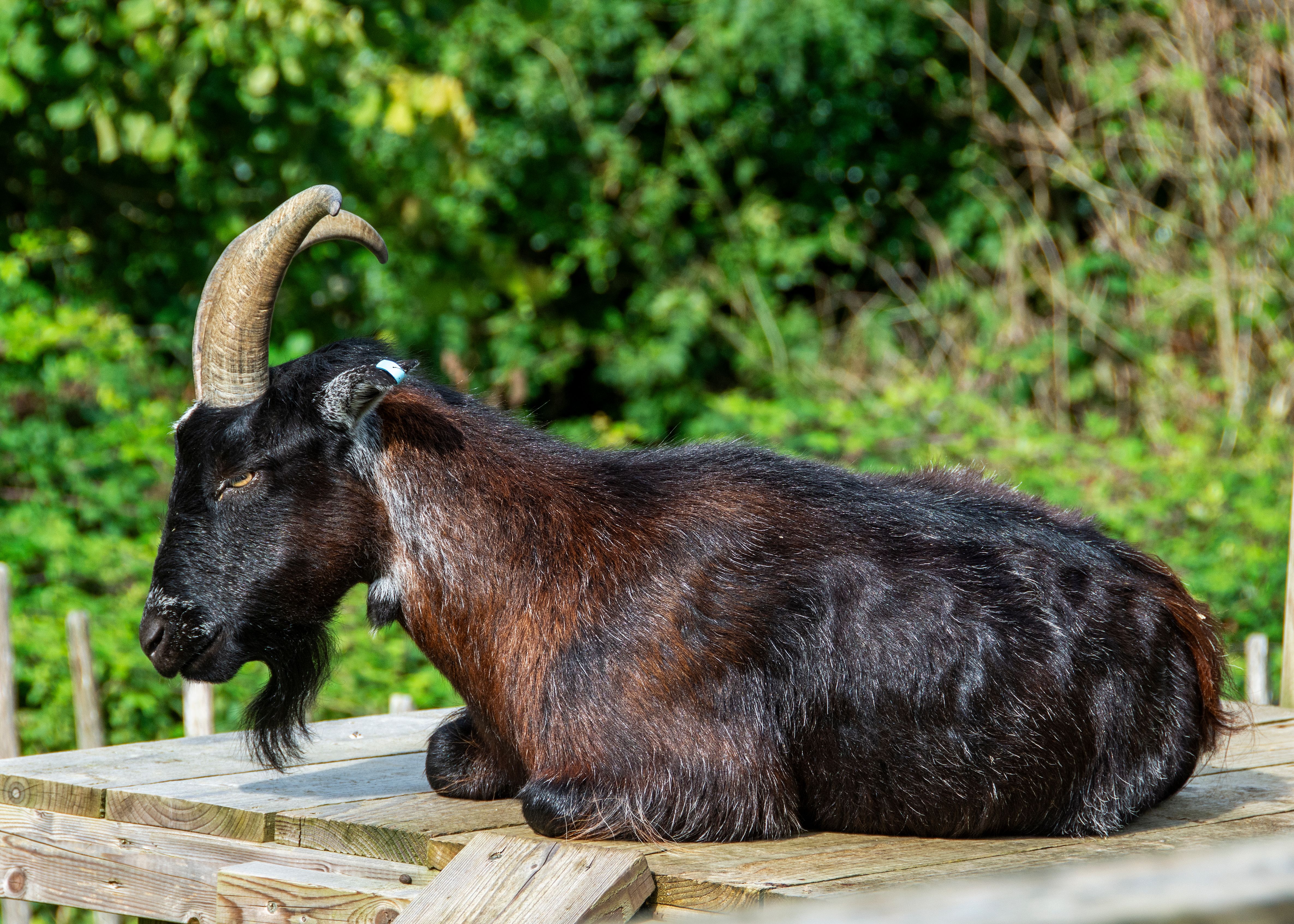 Majestic Goat Resting on Wooden Platform · Free Stock Photo