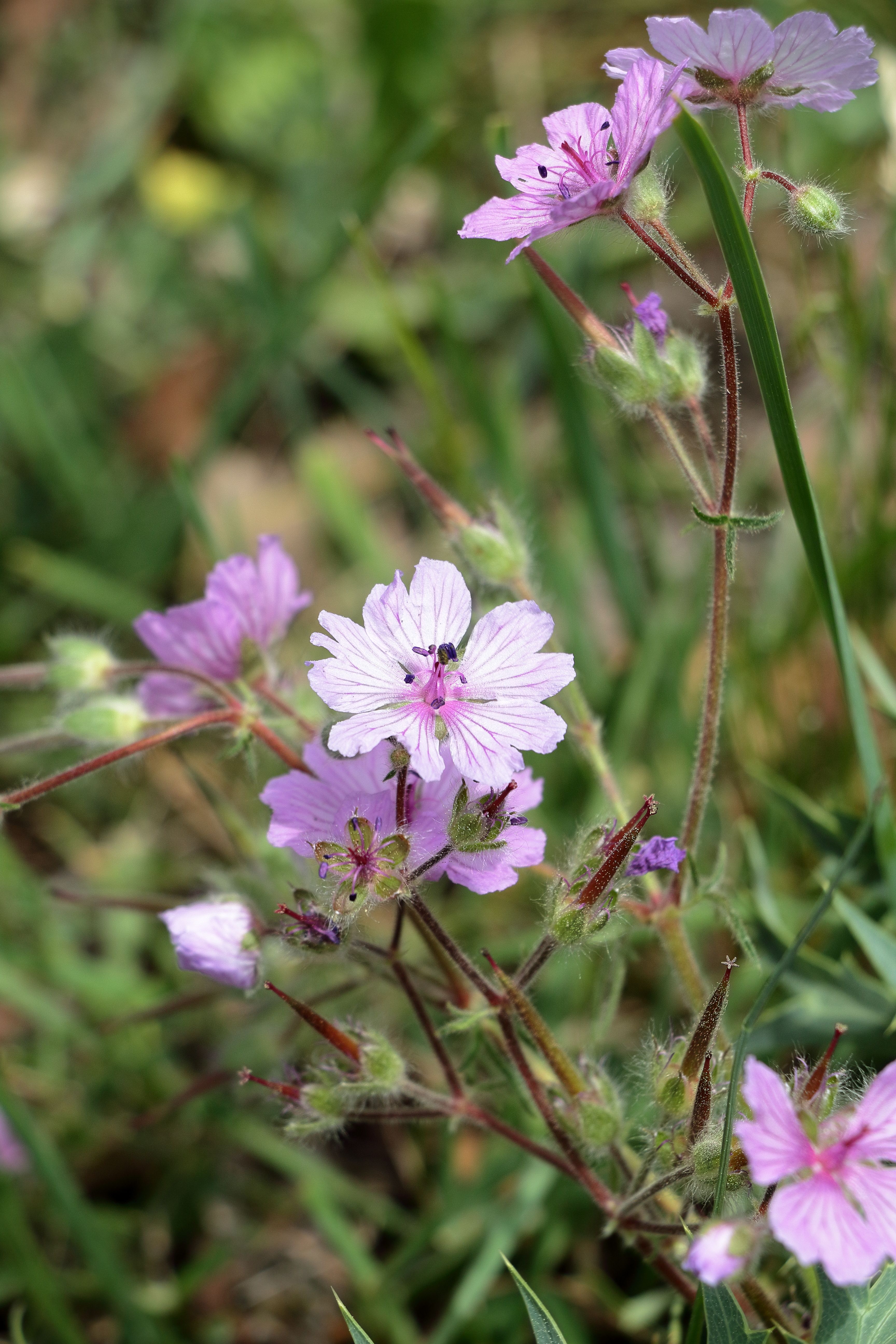 Close-up of Pink Wildflowers in Bloom · Free Stock Photo