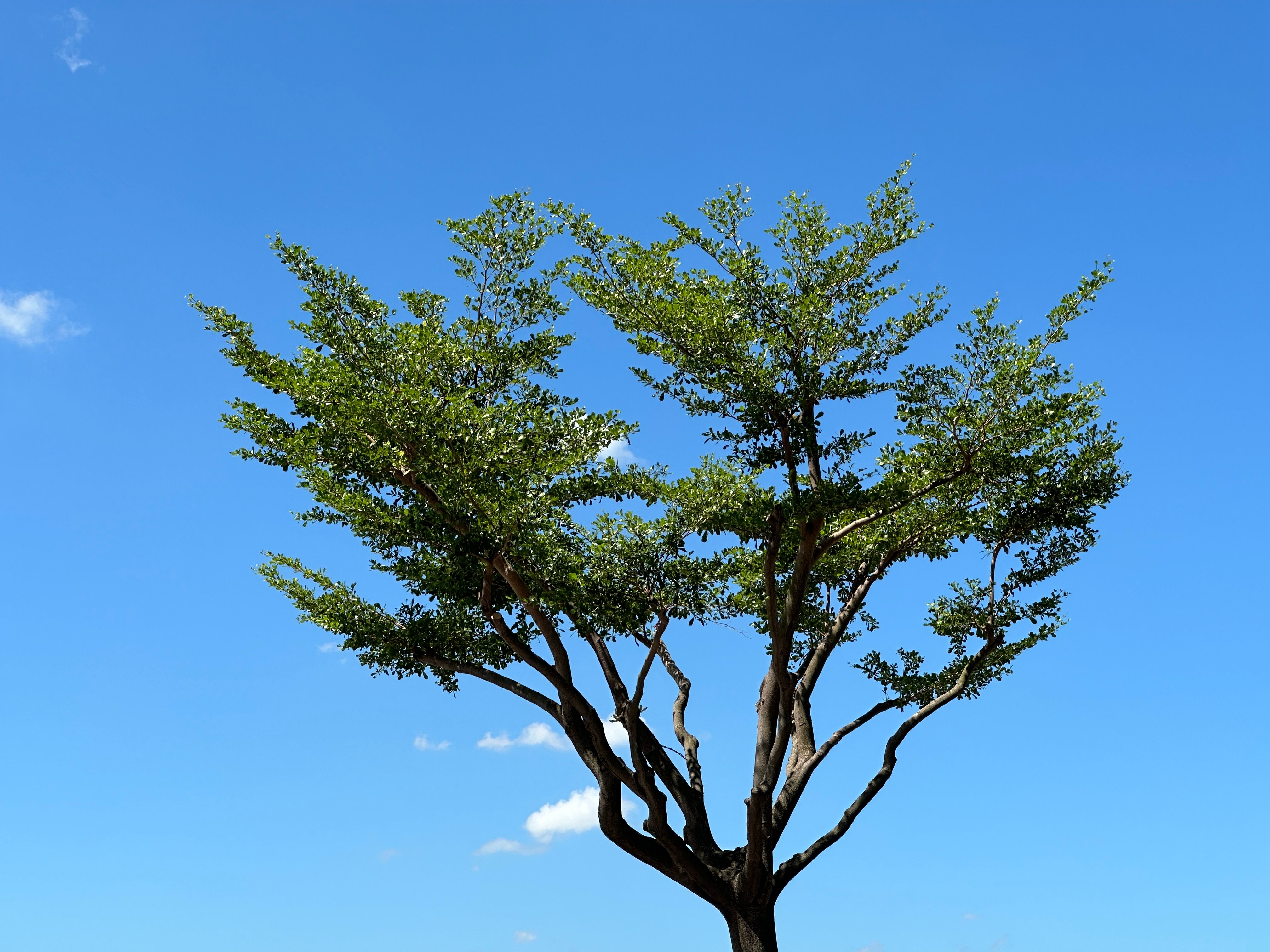 Lone Tree Against a Clear Blue Sky in Taiwan · Free Stock Photo