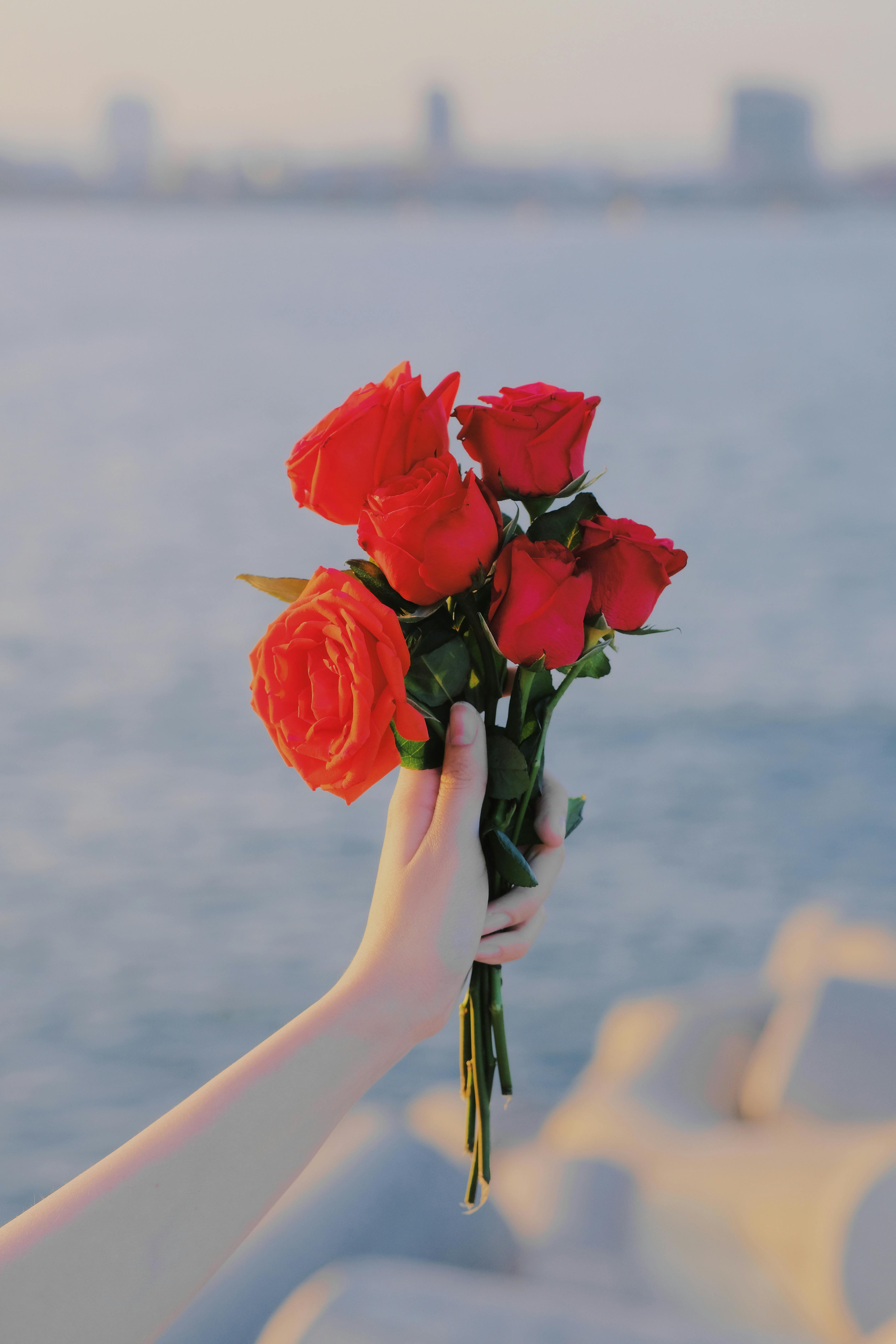 Person Holding Red Rose · Free Stock Photo