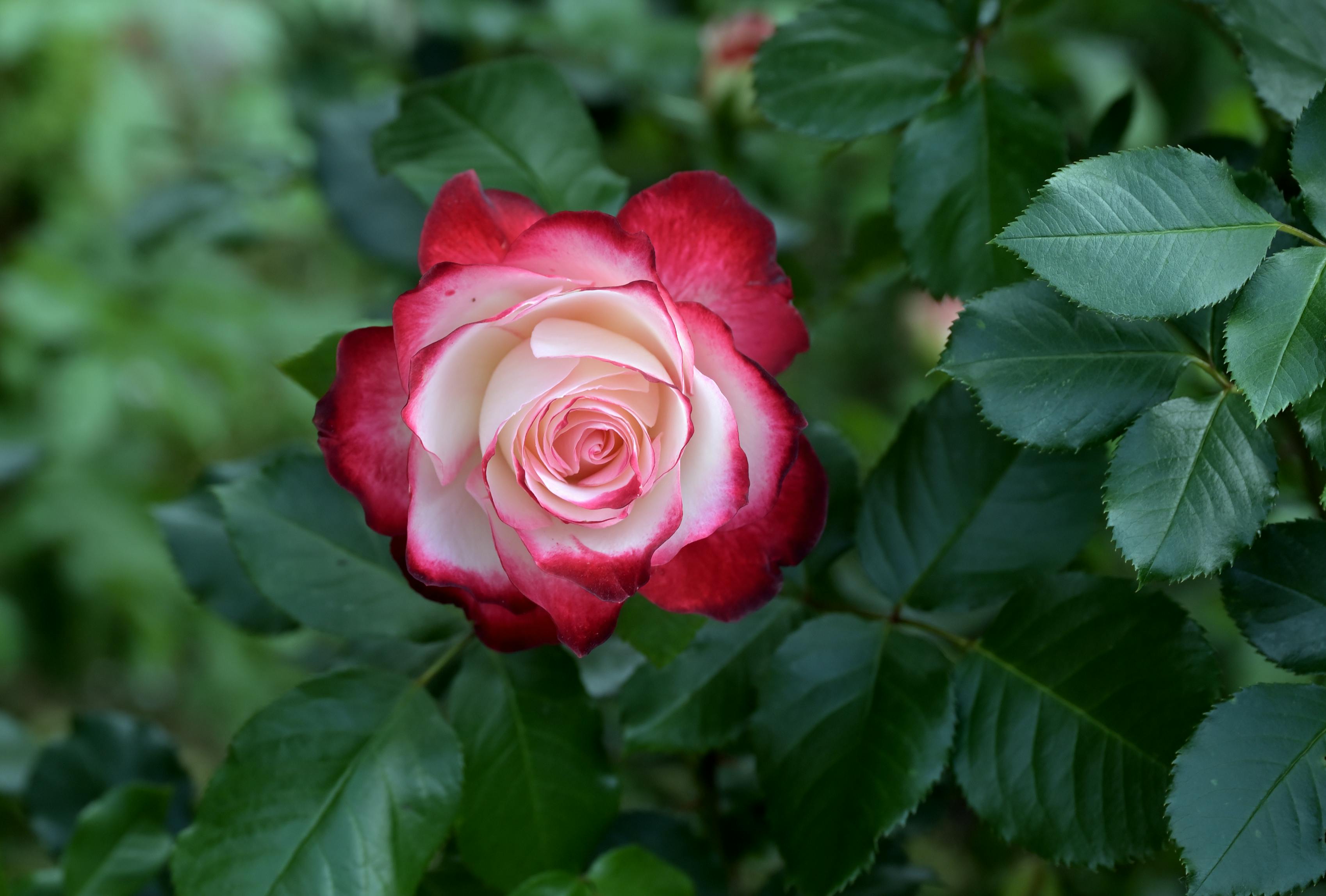 Ceo Valentine Photos, Download The BEST Free Ceo Valentine Stock Photos ...