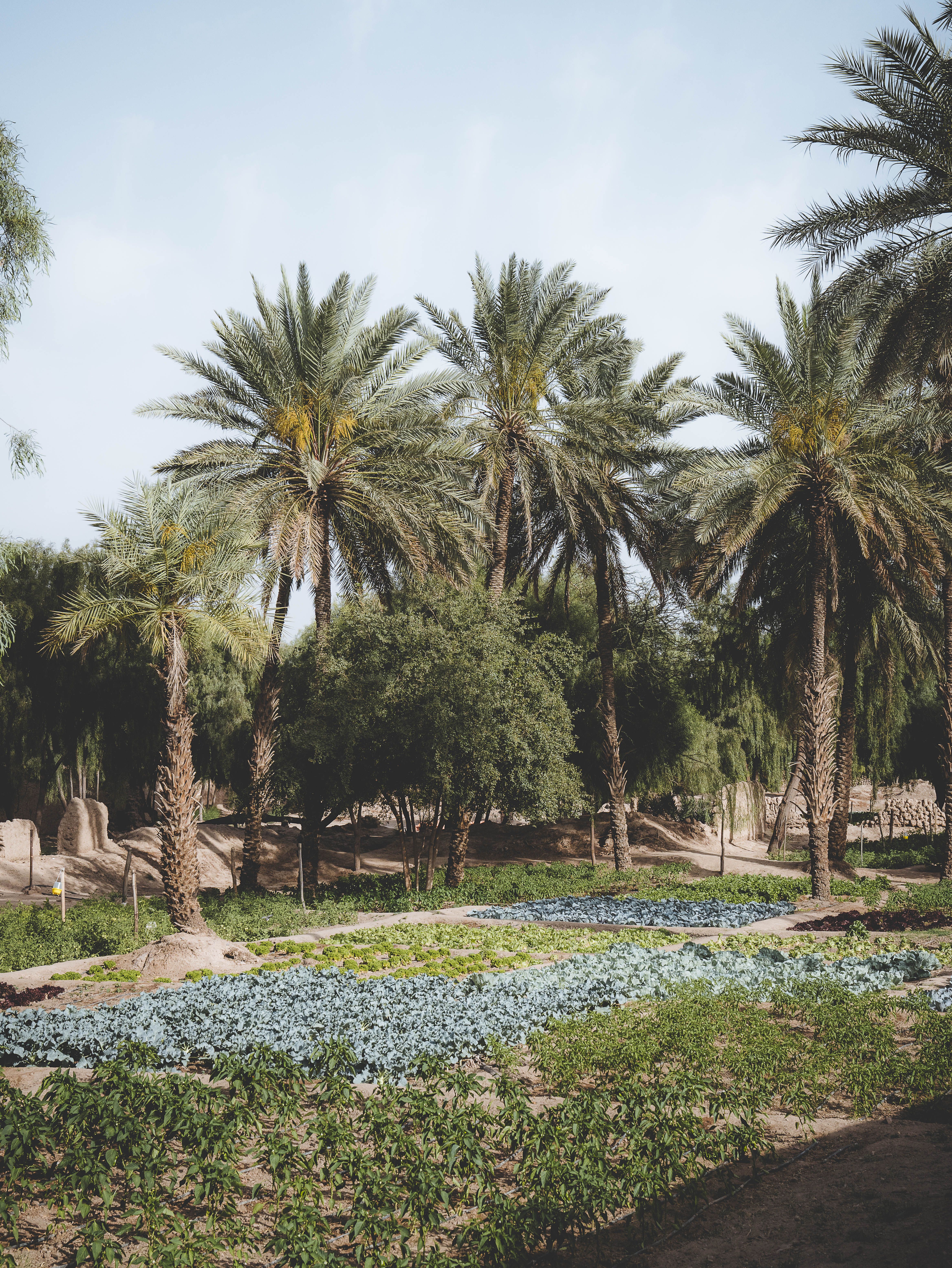 Lush Oasis with Palm Trees in Arid Landscape · Free Stock Photo