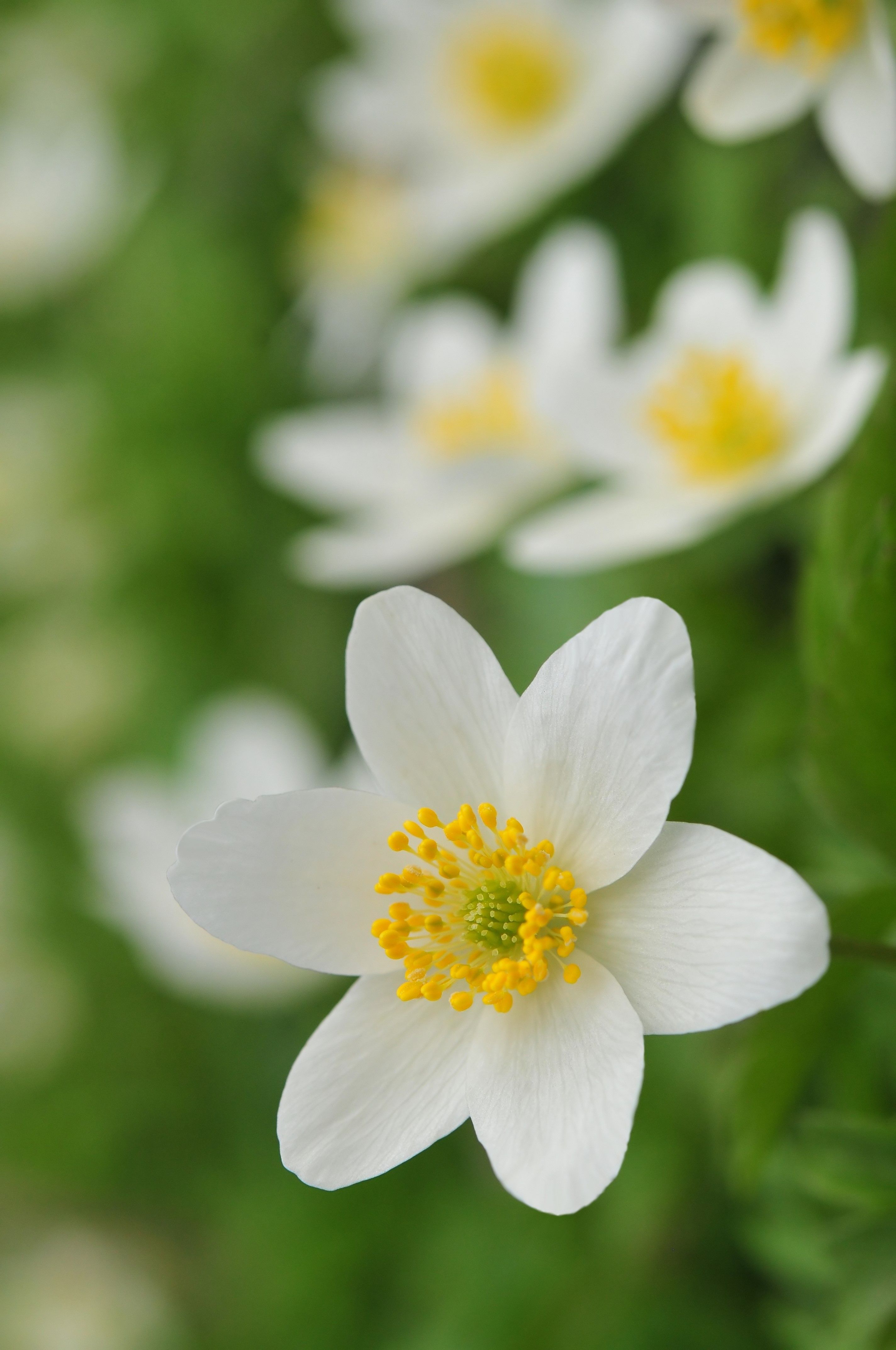 Beautiful Anemone Flower in Bloom · Free Stock Photo