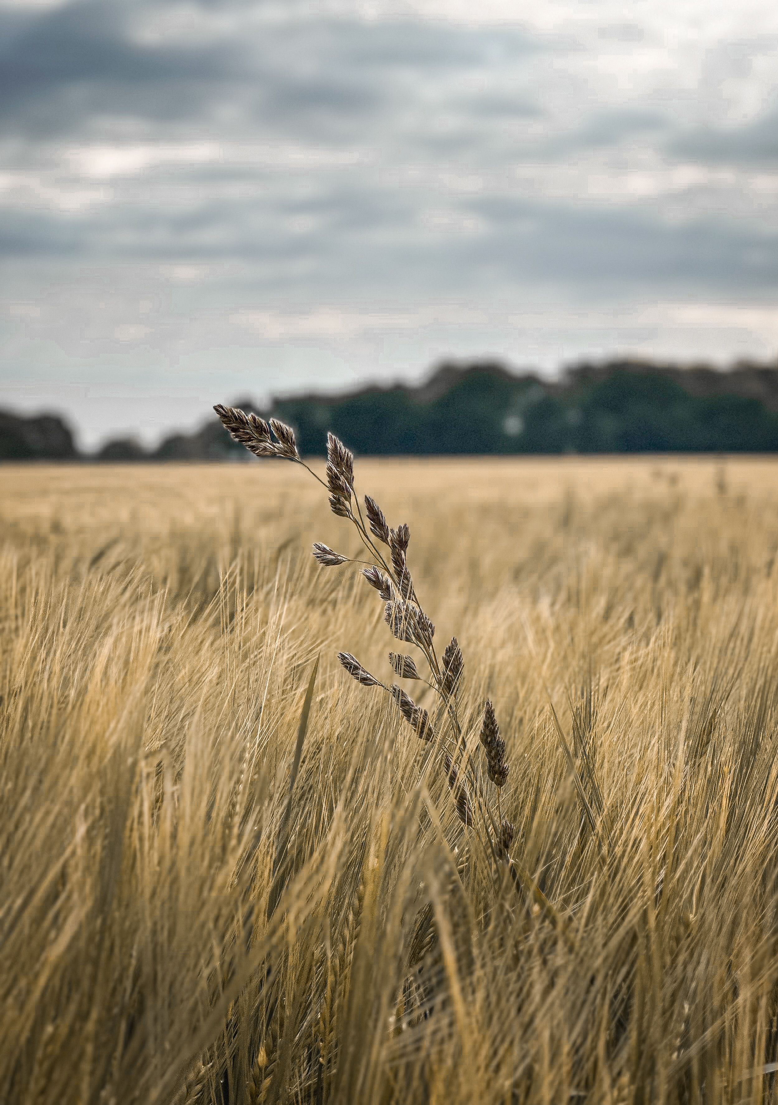 Summer Landscape Photos, Download The BEST Free Summer Landscape Stock ...