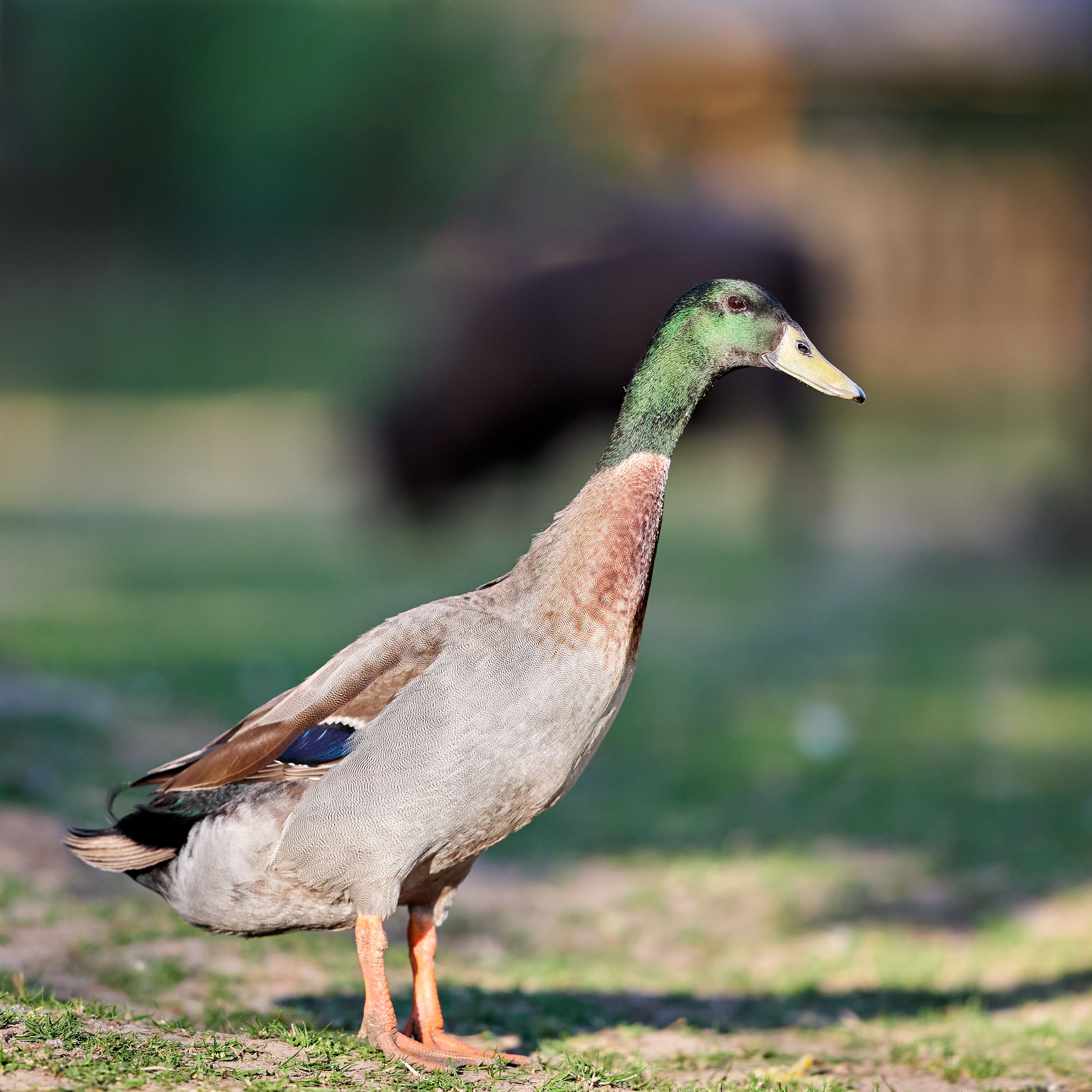 Hibiscus Duck Photos, Download The BEST Free Hibiscus Duck Stock Photos ...