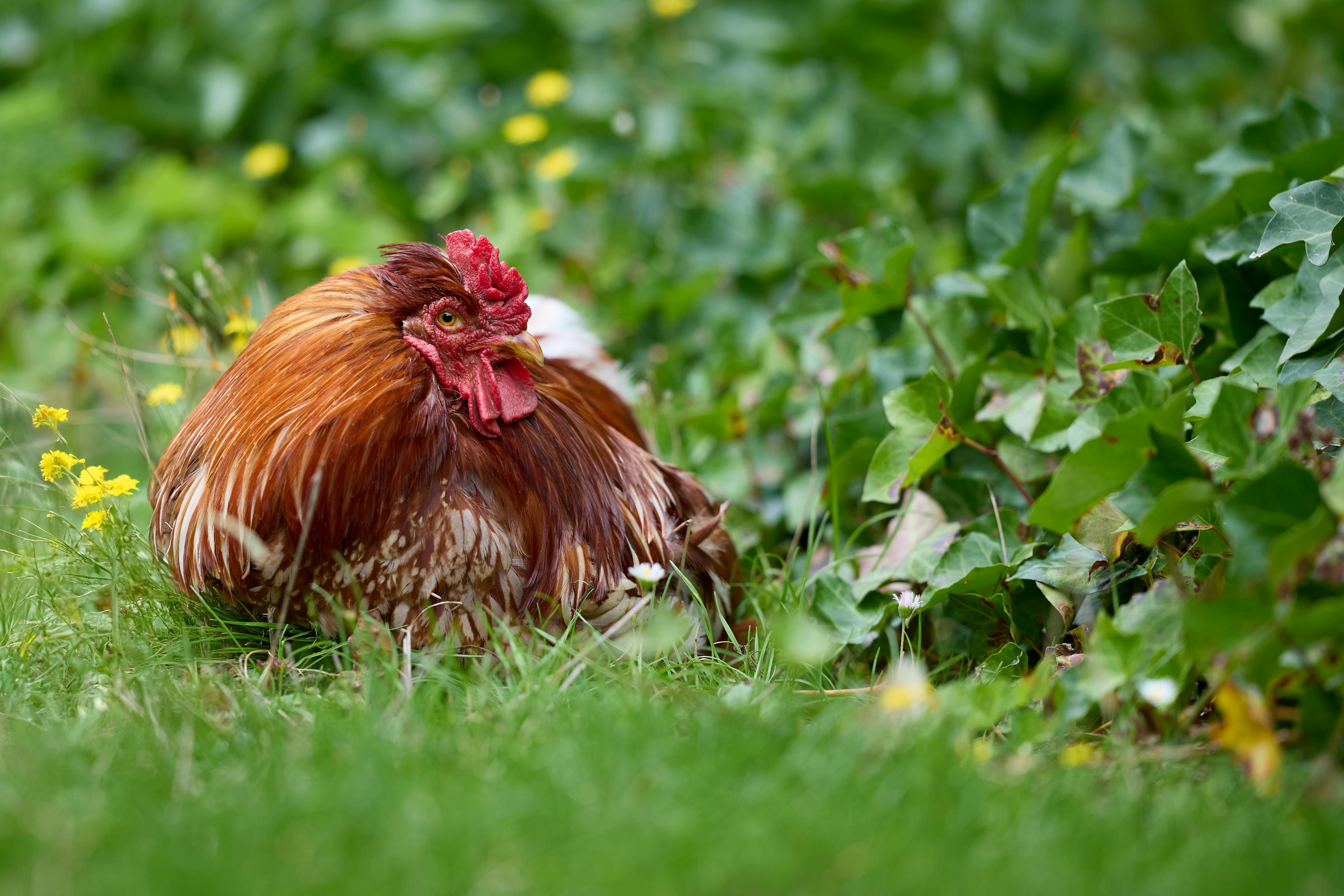 Un Hermoso Gallo Con Un Rico Plumaje De Color Marrón Rojizo Descansa ...