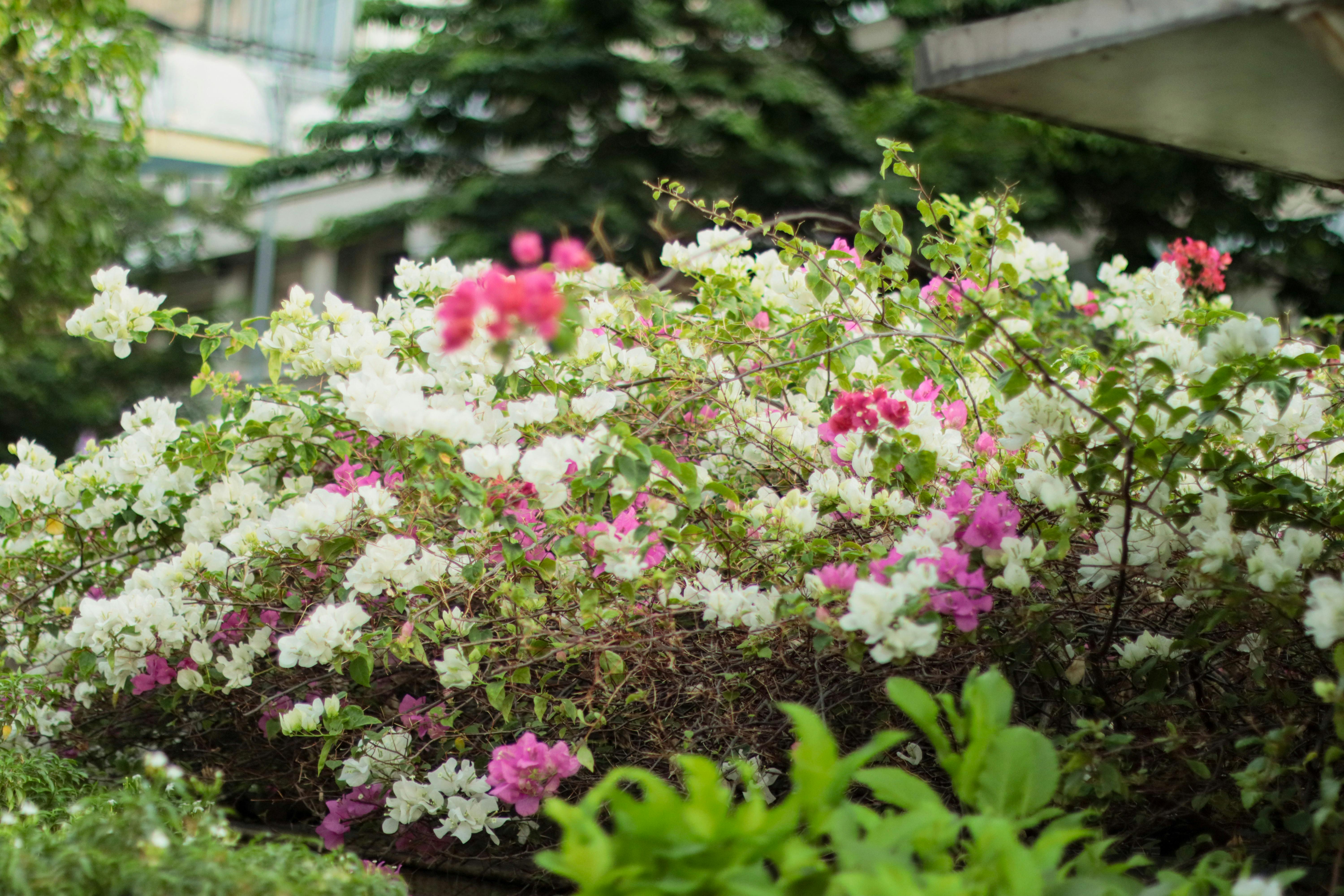 Flowers Petals Photos, Download The BEST Free Flowers Petals Stock ...