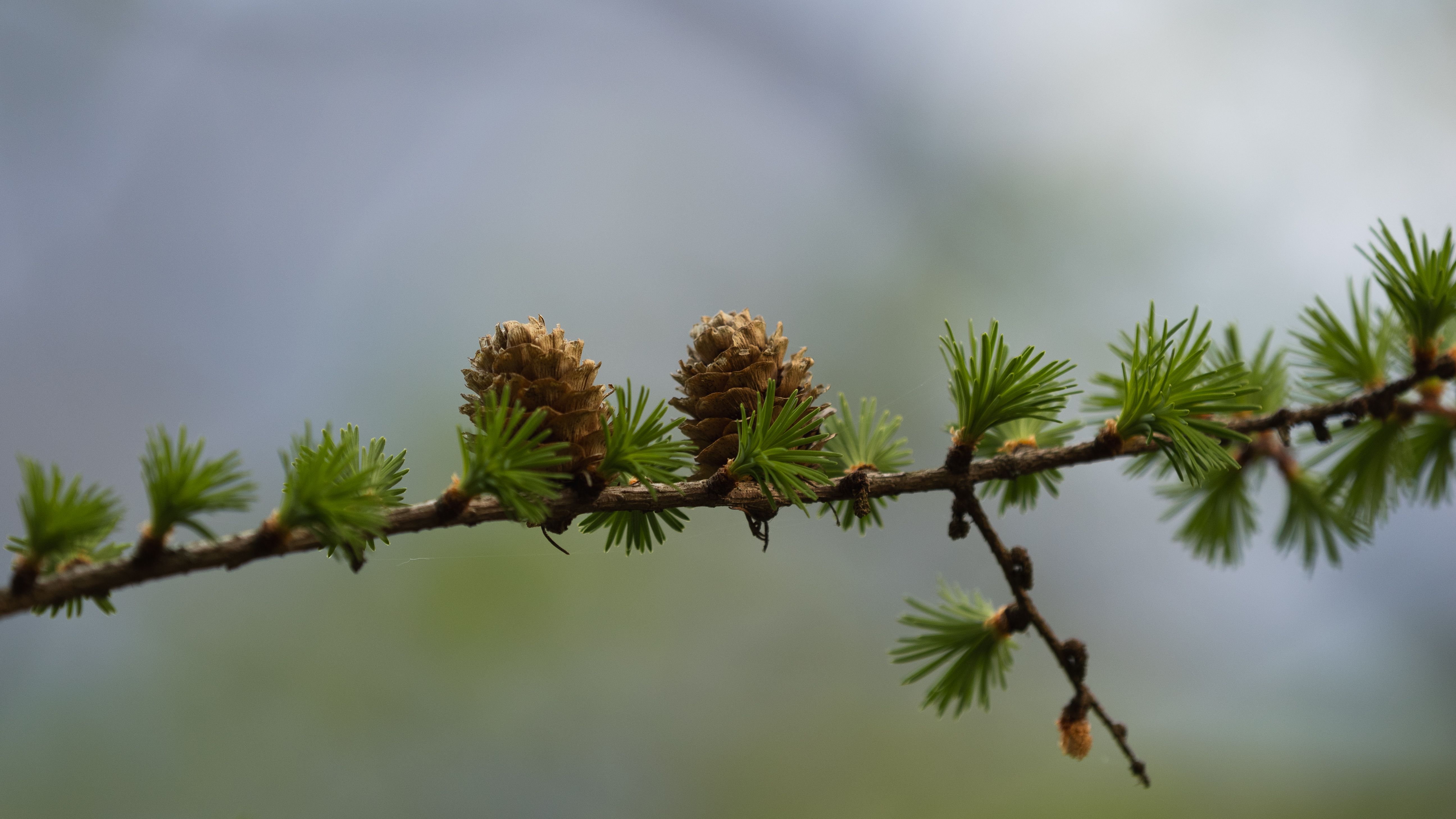 Japanese Larch Tree Forest Photos, Download The BEST Free Japanese ...