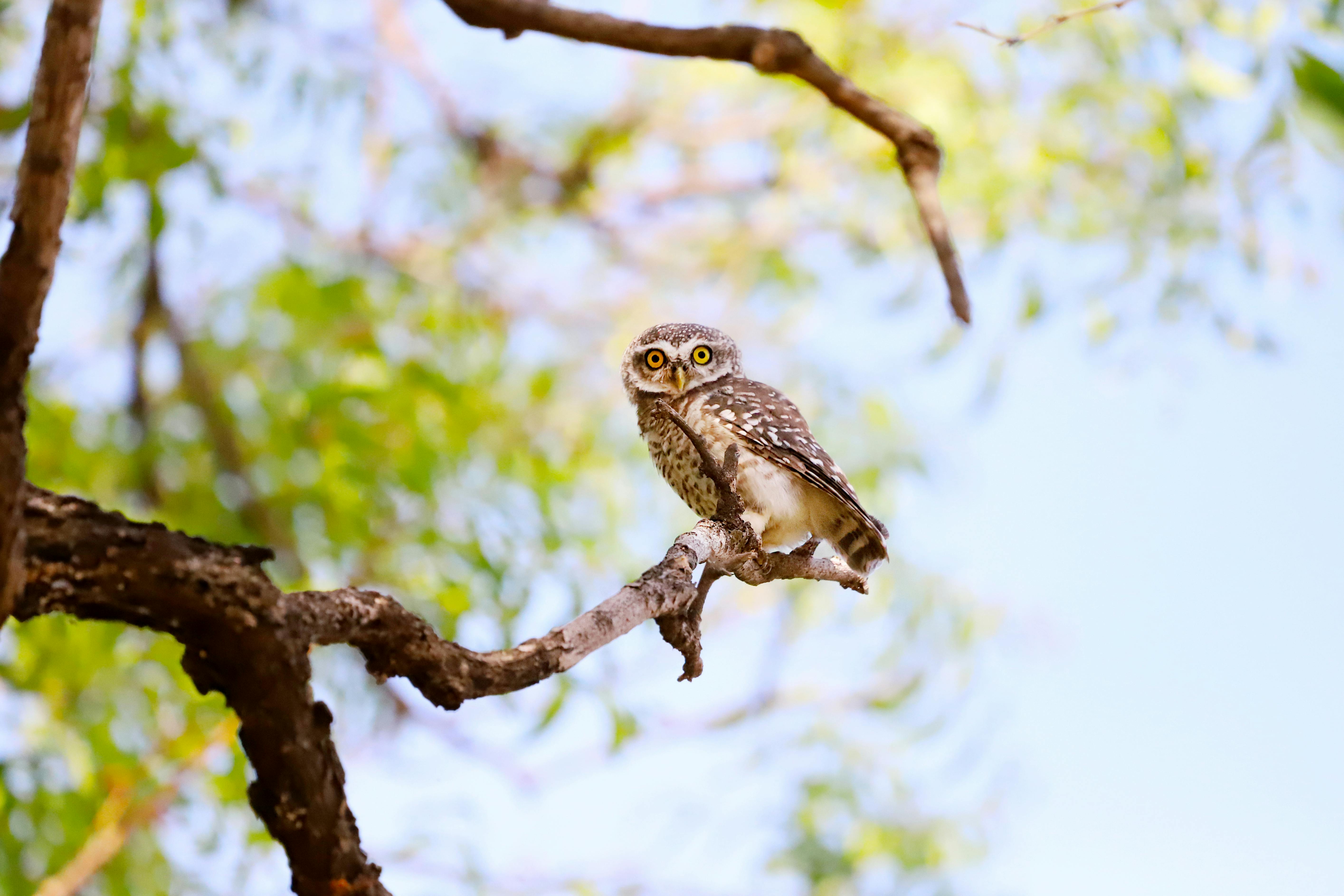 India Falusi Fisk Photos, Download The BEST Free India Falusi Fisk ...