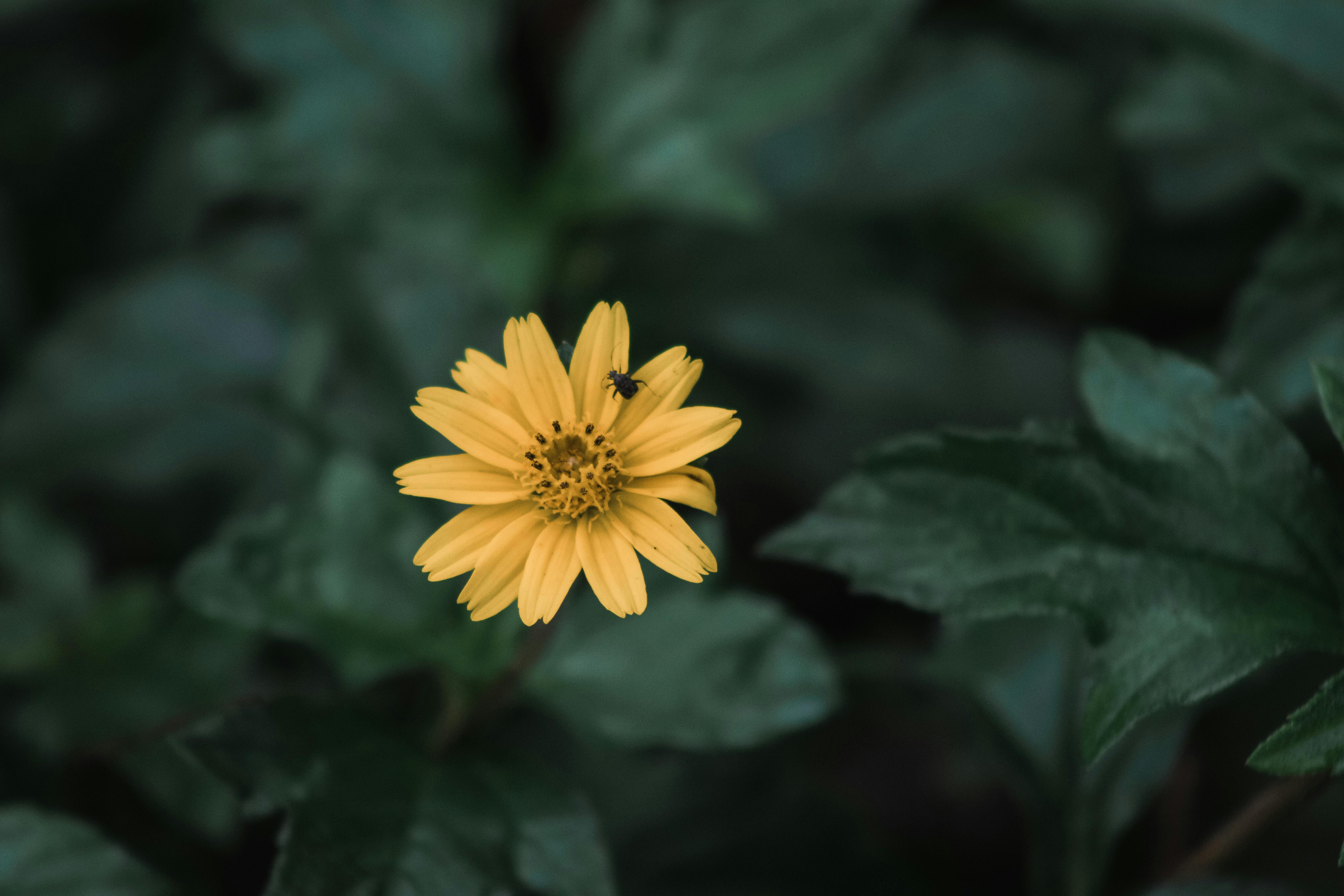 Yellow Flower with Insect in Hanoi's Lush Gardens · Free Stock Photo