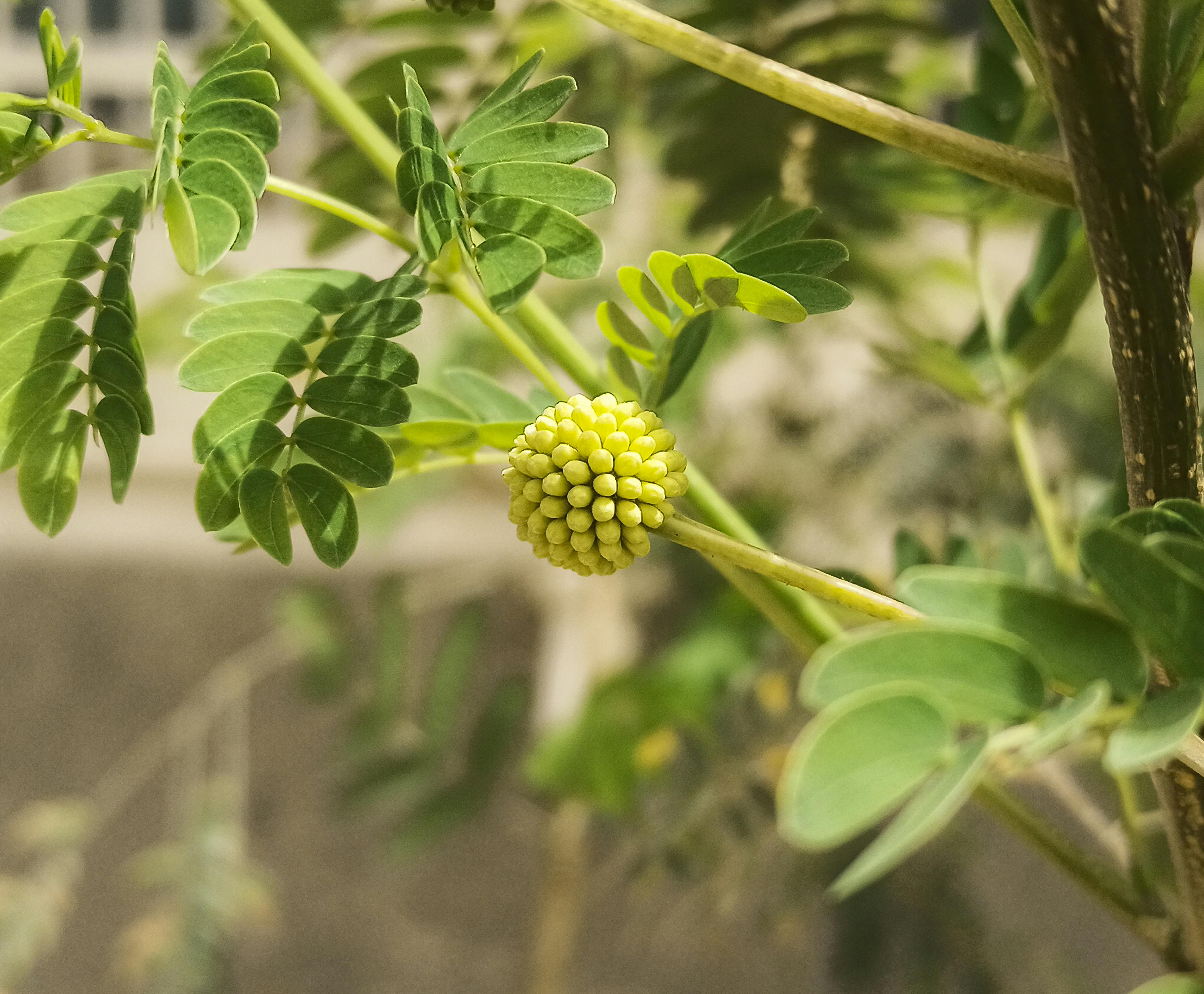 Round Decoration Photos, Download The BEST Free Round Decoration Stock ...