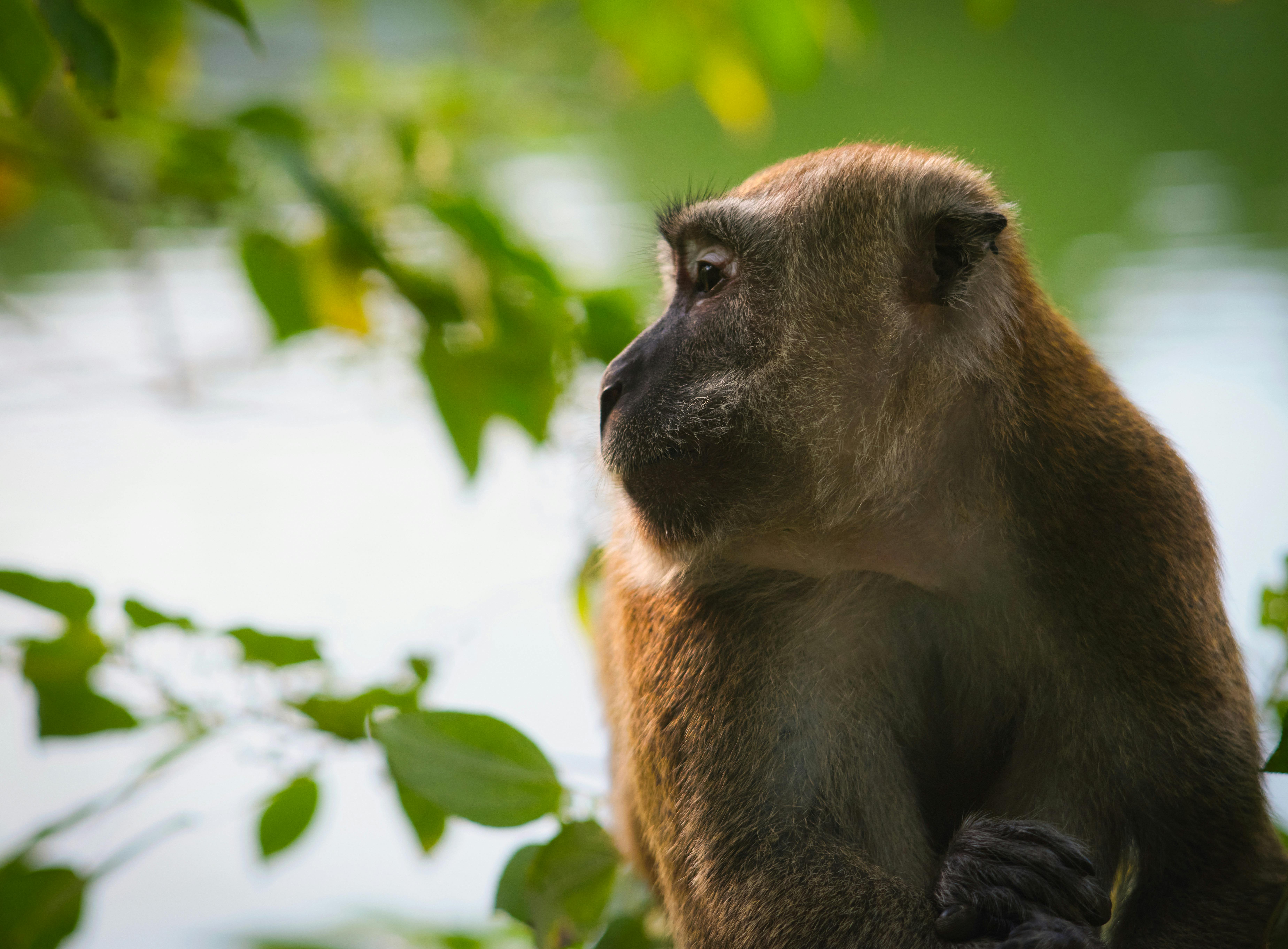 Monkey Nature Photos, Download The BEST Free Monkey Nature Stock Photos ...