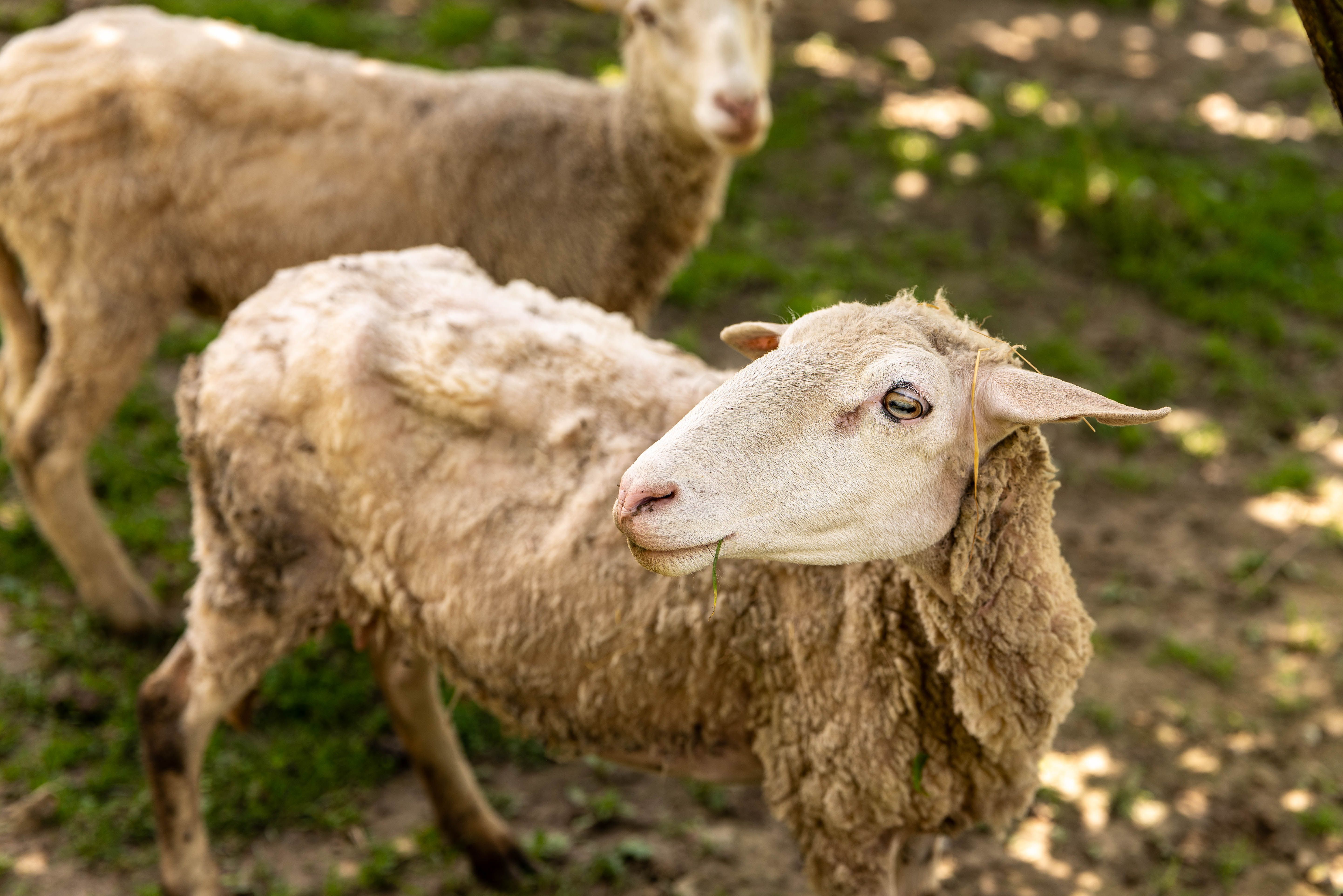 Croatian Livestock Photos, Download The BEST Free Croatian Livestock ...