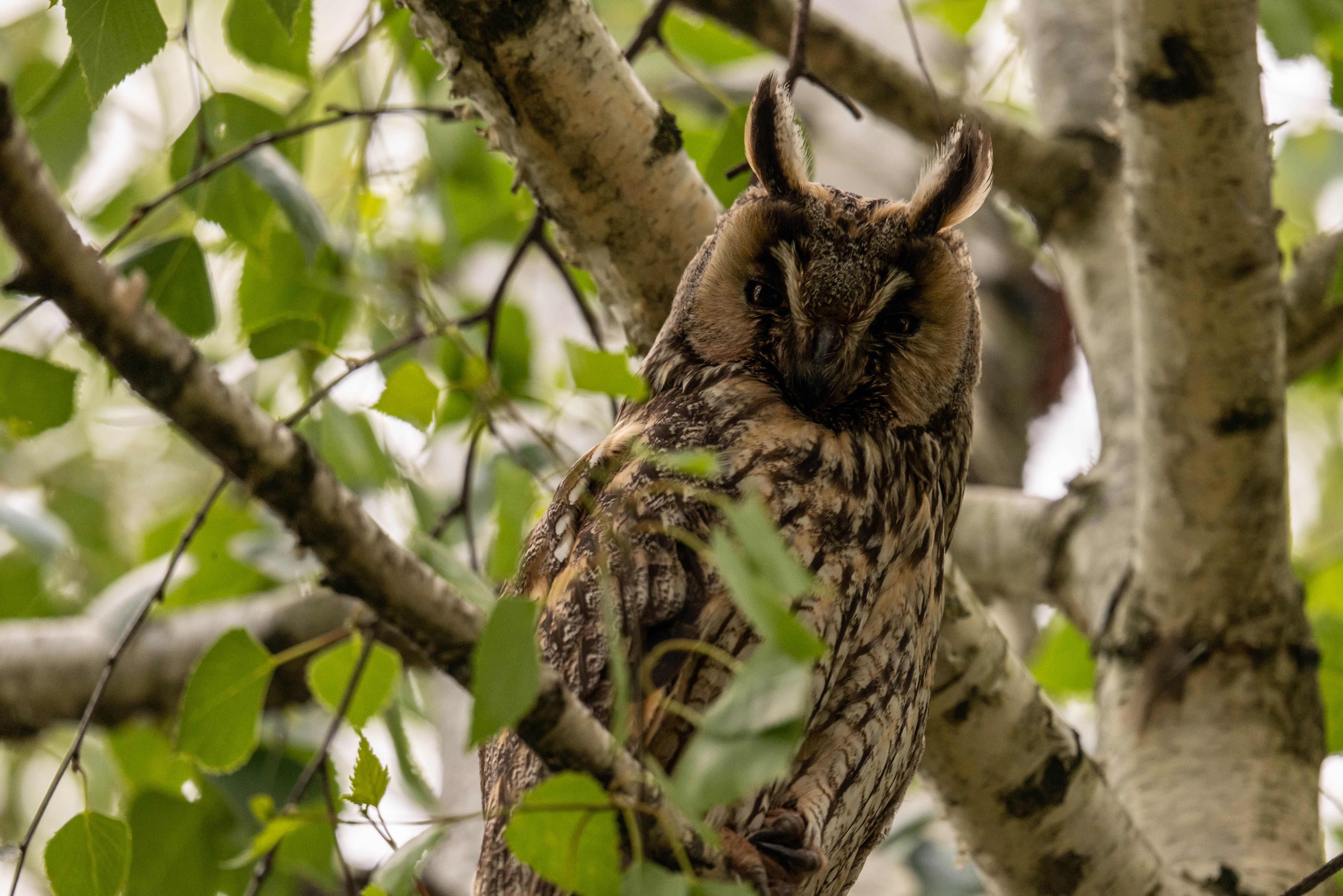 Long-Eared Owl Perched in Birch Tree · Free Stock Photo