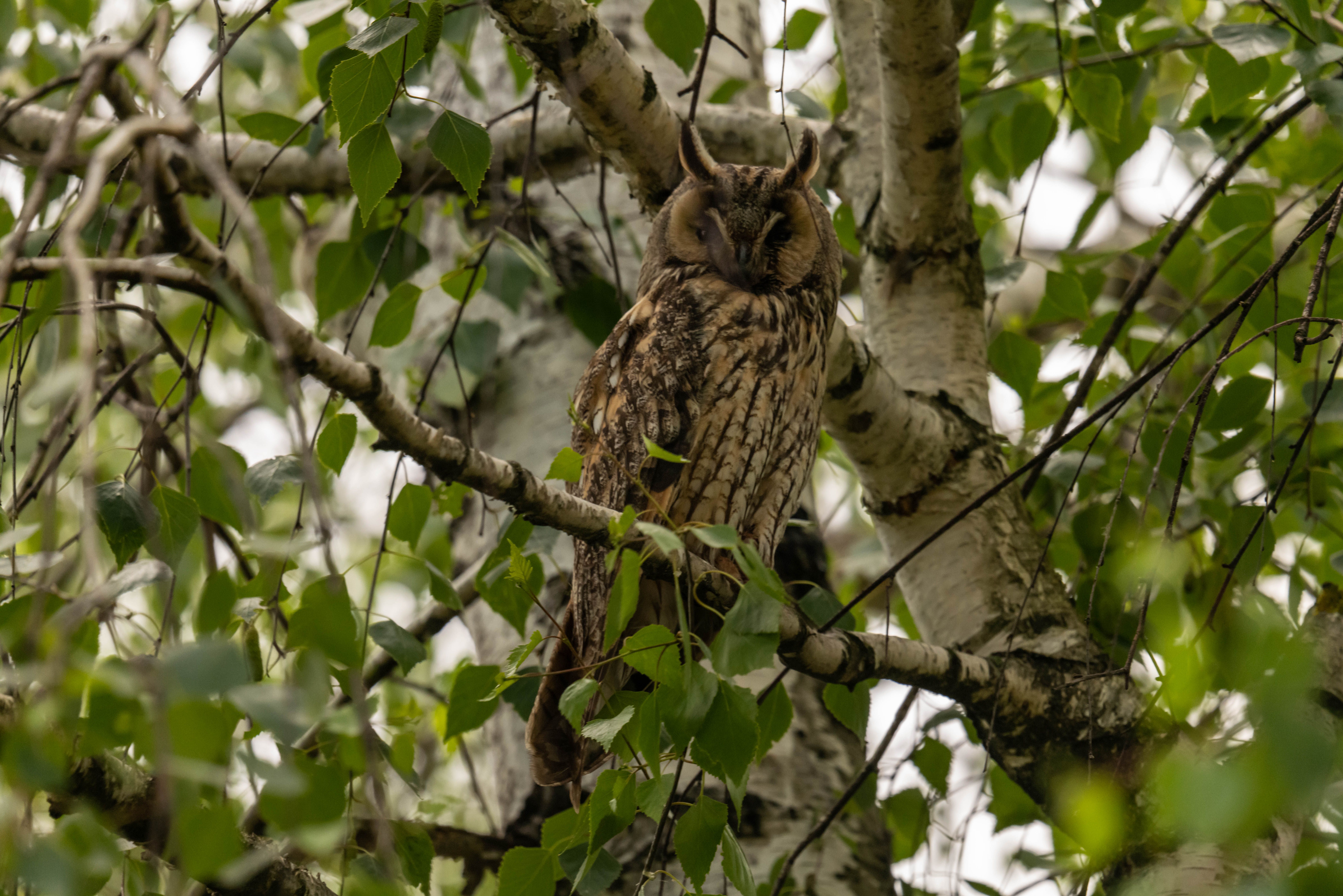 Long-eared Owl Resting in Birch Tree Canopy · Free Stock Photo